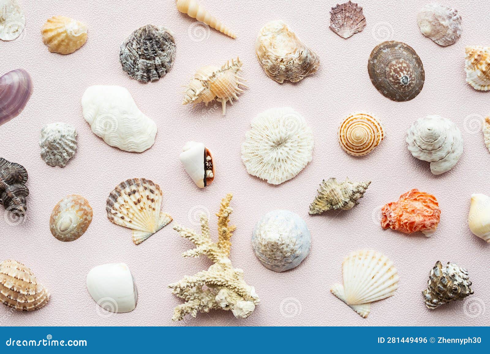Seashells and Corals Set. Marine Pattern Stock Photo - Image of mollusk ...