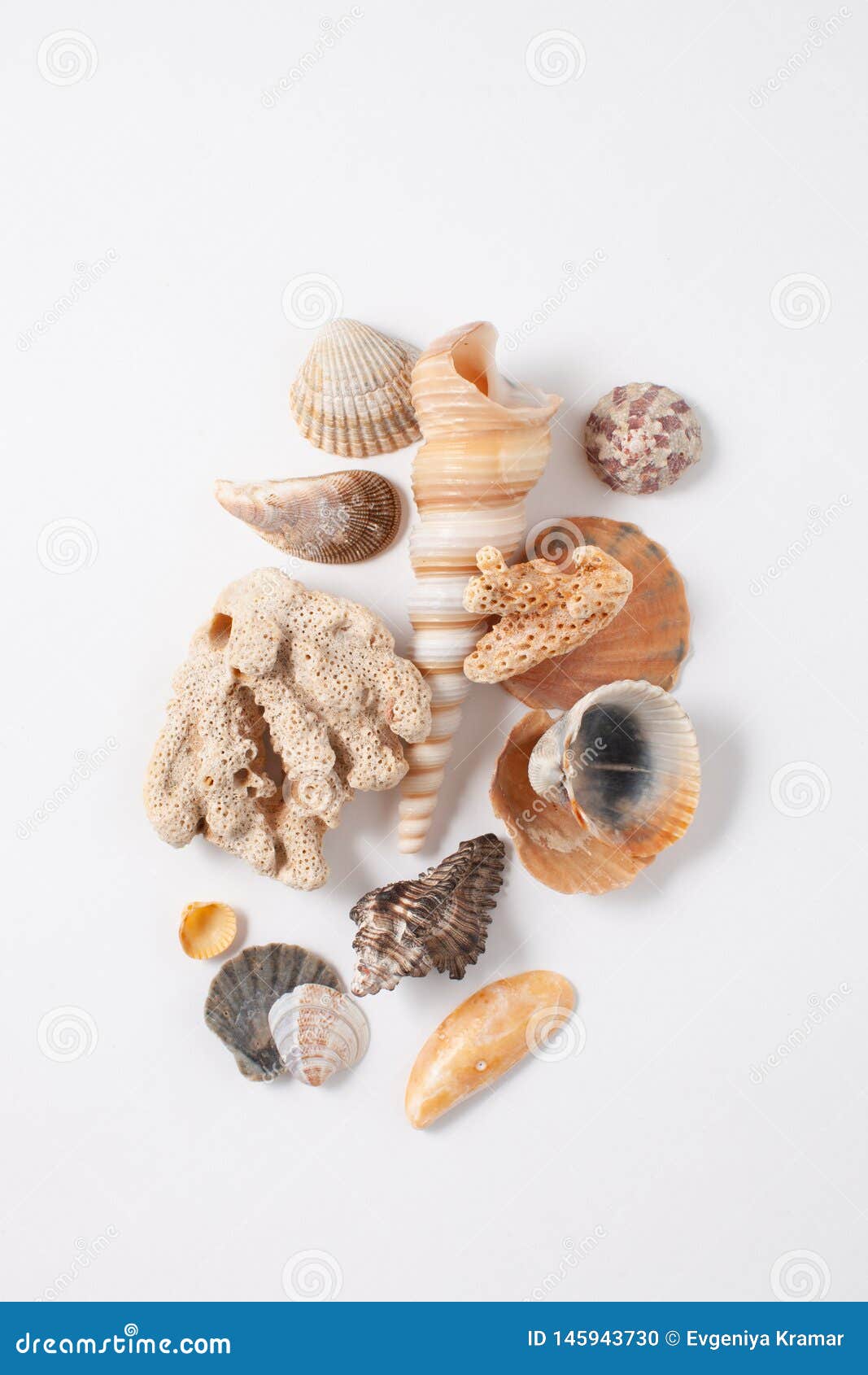 Seashells and Corals on White Background Stock Photo - Image of exotic ...