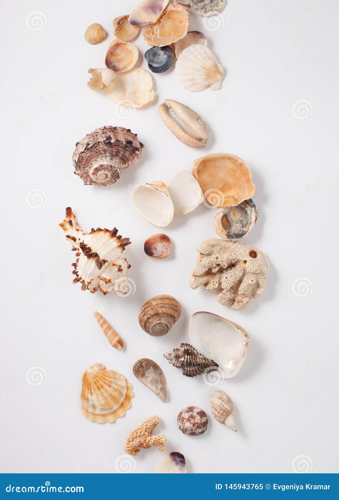 Seashells and Corals on White Background Stock Image - Image of mollusk ...