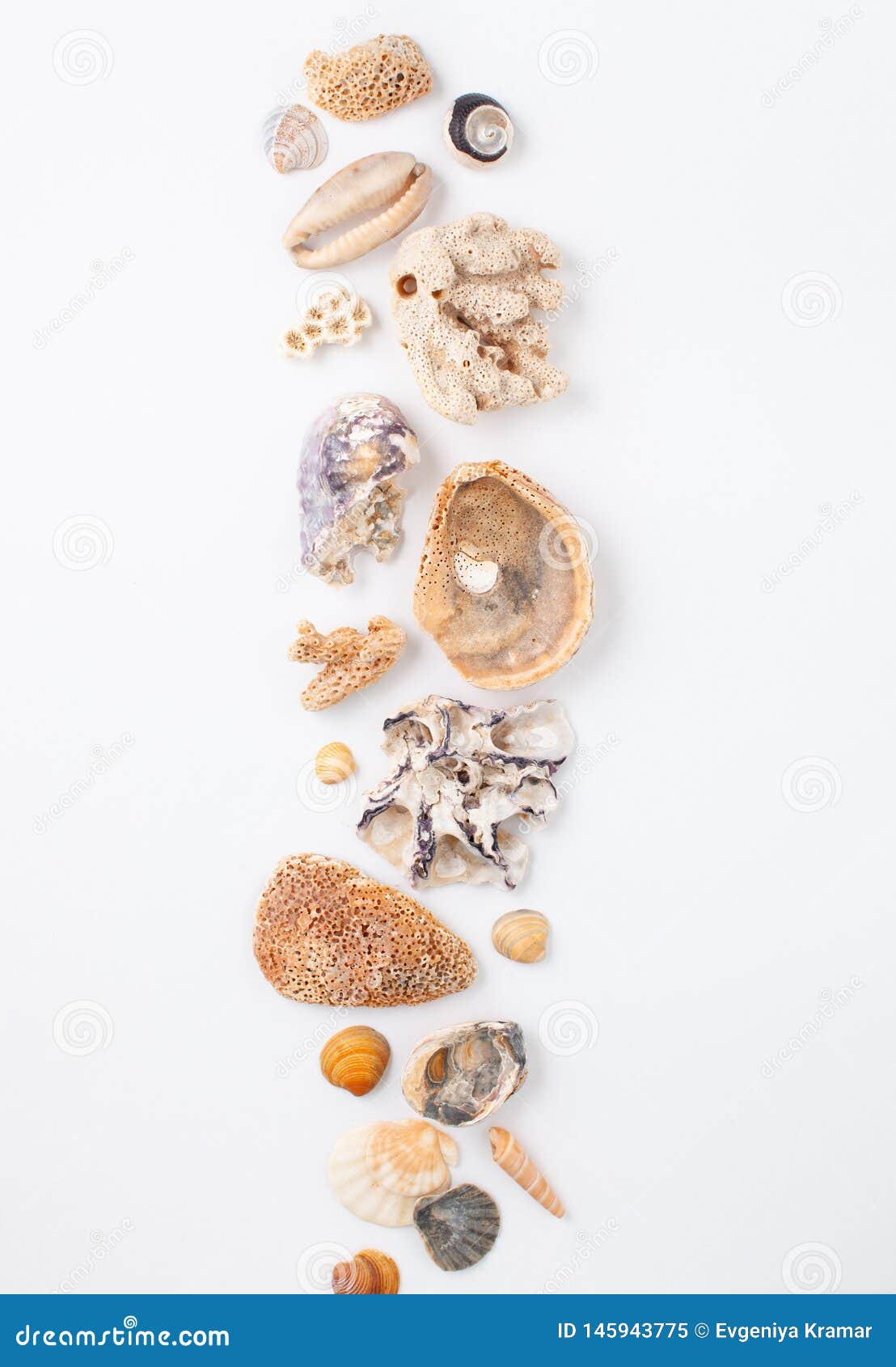 Seashells and Corals on White Background Stock Image - Image of ...