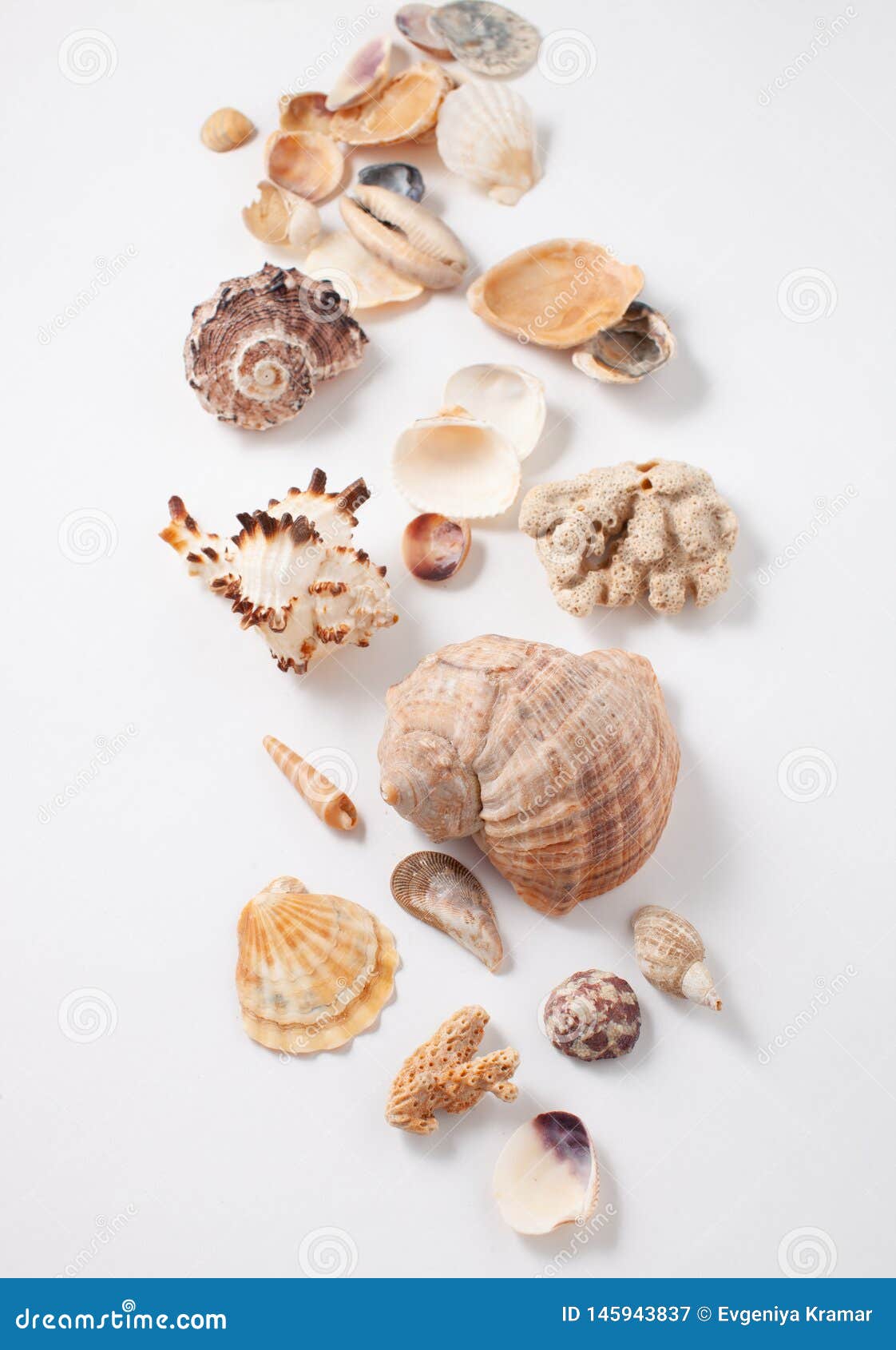 Seashells and Corals on White Background Stock Image - Image of design ...