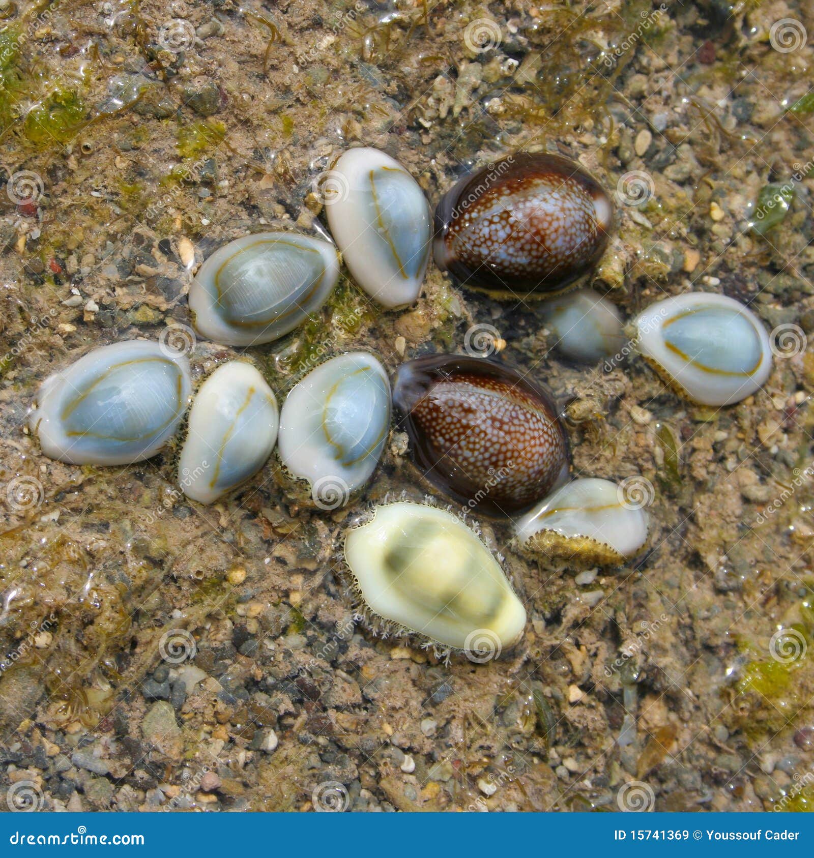 Seashells de Isla Mauricio imagen de archivo. Imagen de seychelles ...