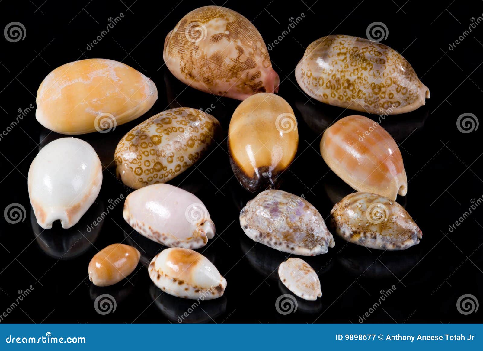Seashells del Cowrie imagen de archivo. Imagen de concha - 9898677