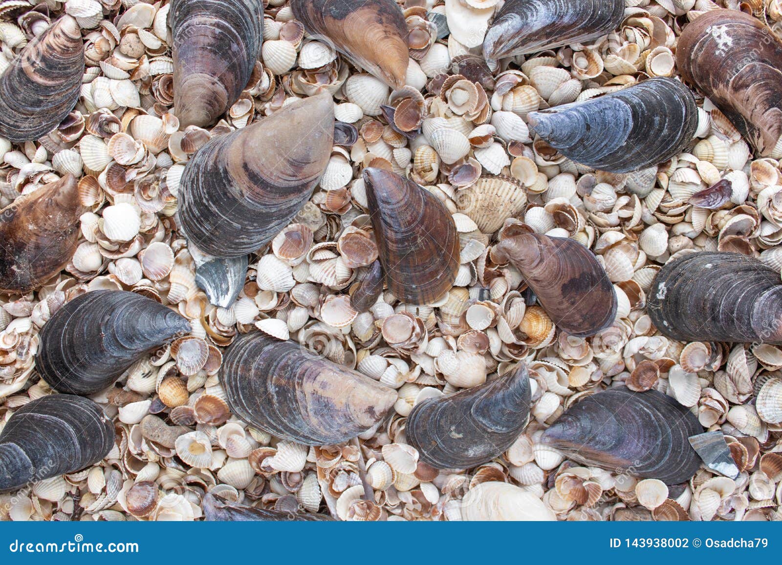 Seashells of Different Colors. Mollusk Shells Stock Photo - Image of ...