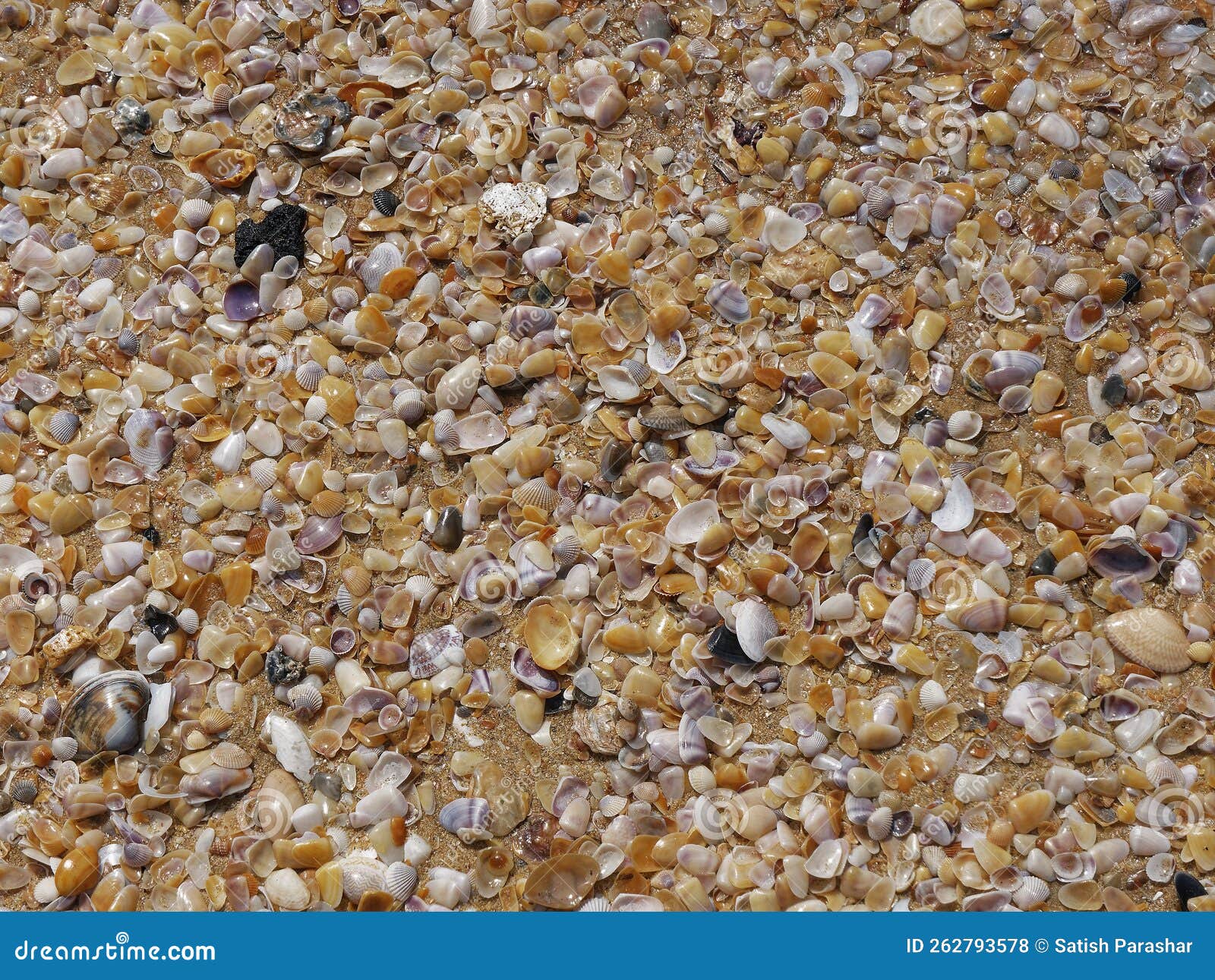 Seashells of Different Colors Seashells As Background Texture of the ...