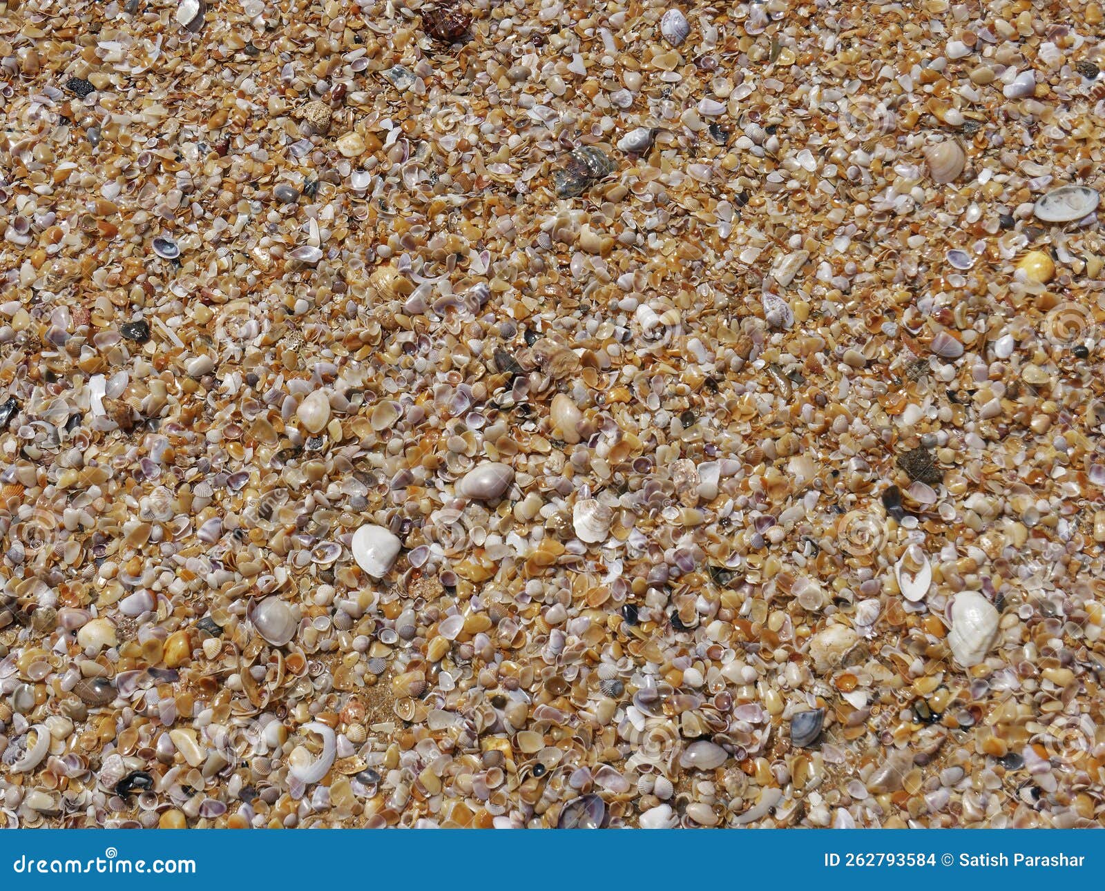 Seashells of Different Colors Seashells As Background Texture of the ...