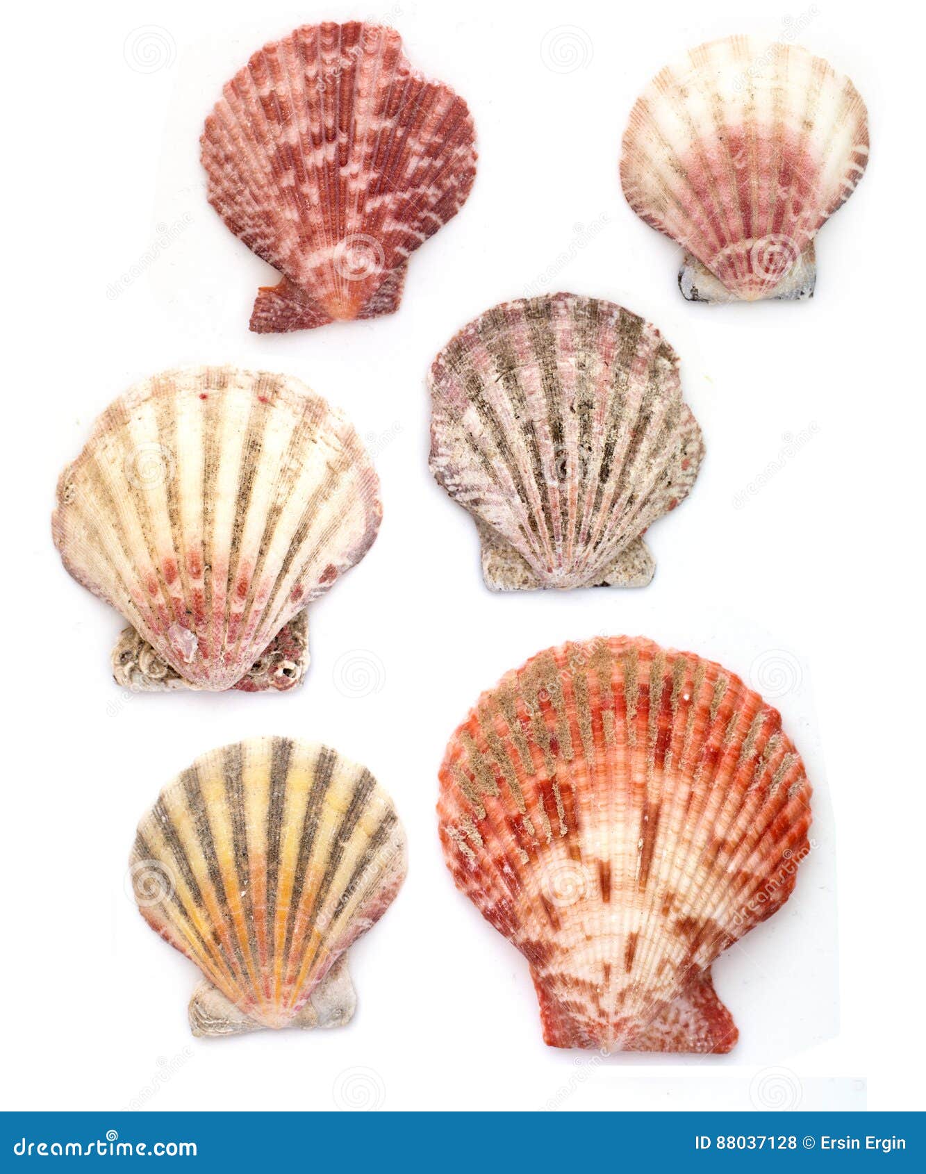 Seashells in Different Colors Stock Photo - Image of beauty, decoration ...