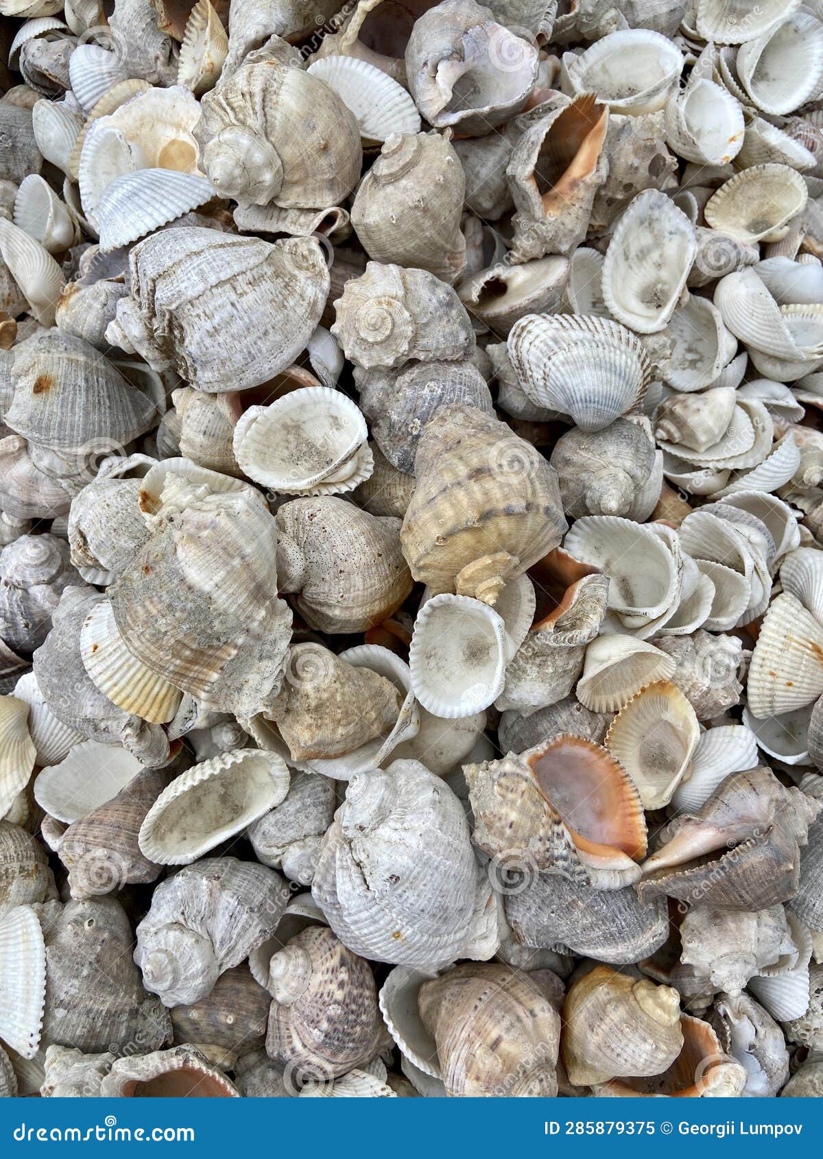 Seashells of Different Shapes Close-up. Stock Image - Image of beach ...