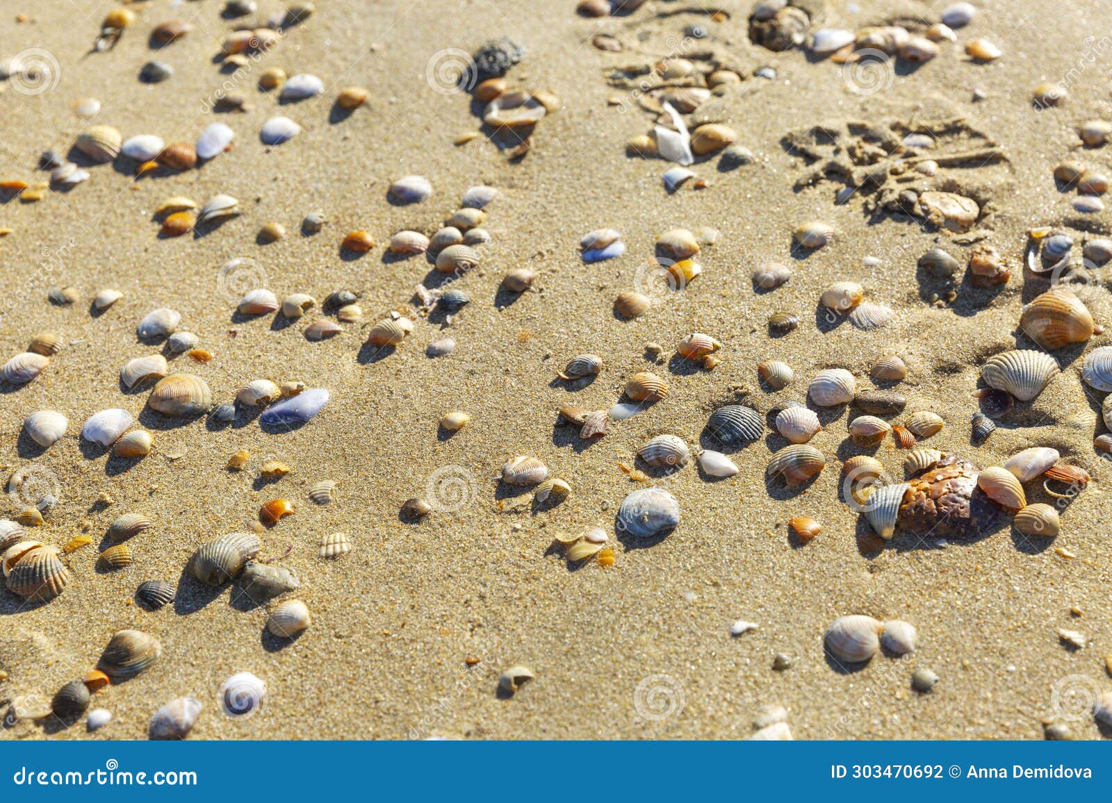 Seashells of Different Shapes and Sizes on the Sandy Beach. Relaxation ...