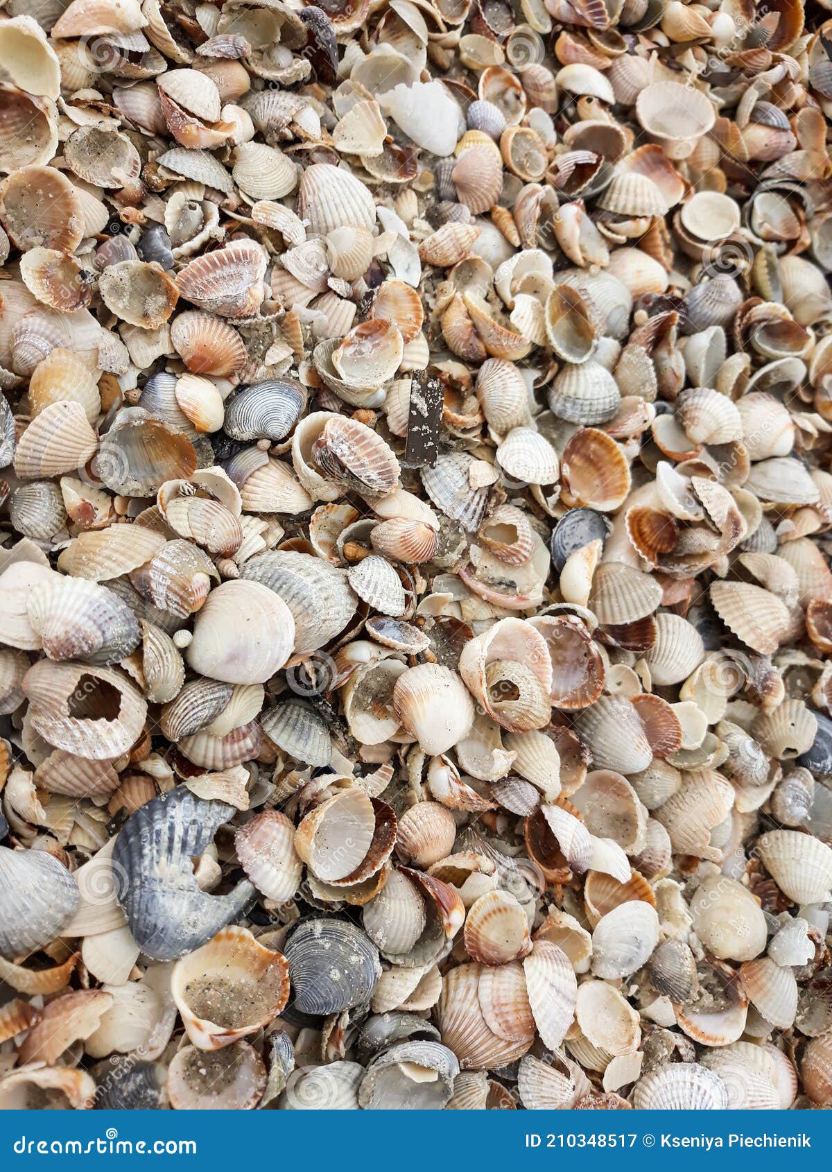 Seashells of Different Sizes on a Sandy Beach Stock Image - Image of ...