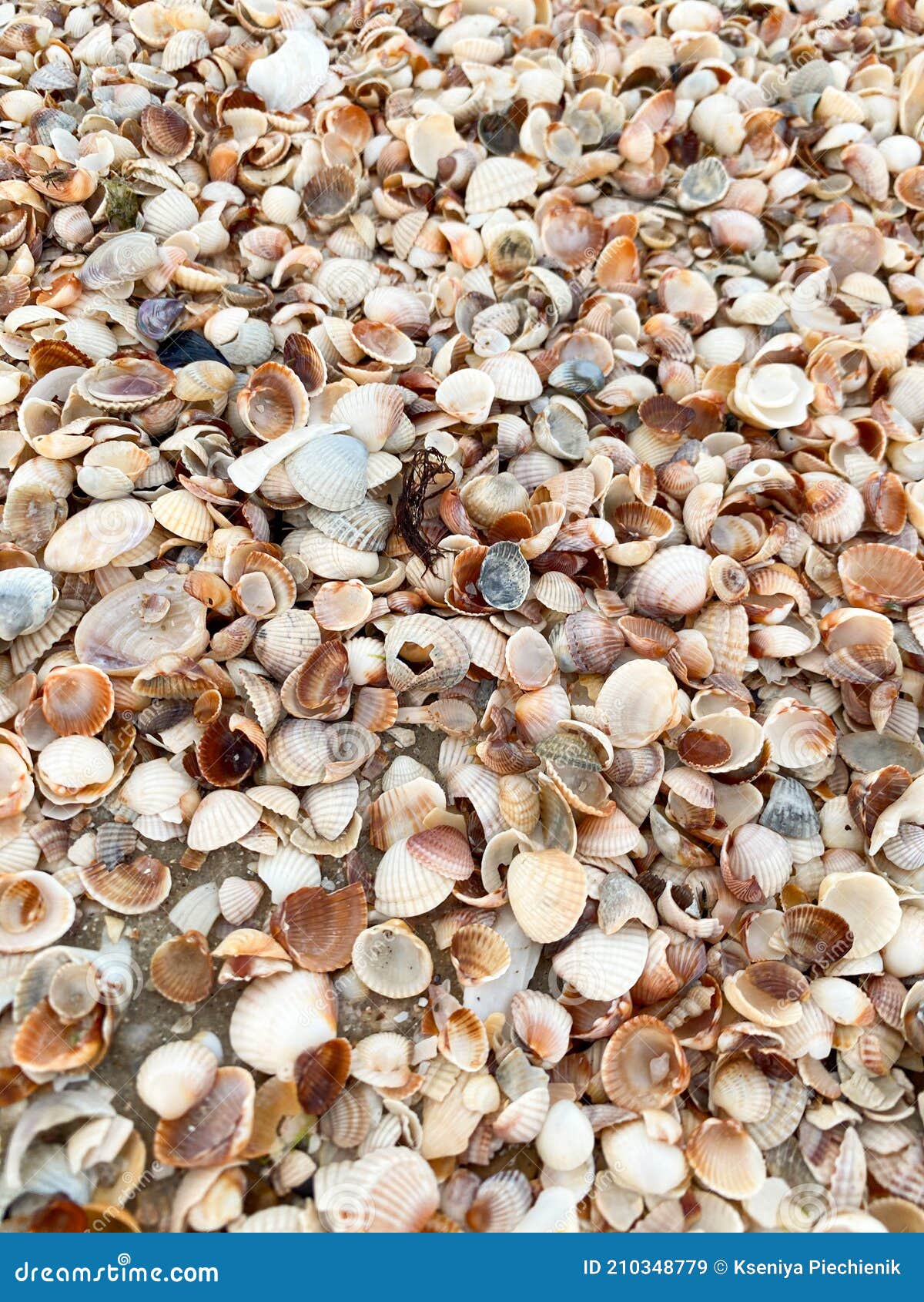 Seashells of Different Sizes on a Sandy Beach Stock Image - Image of ...