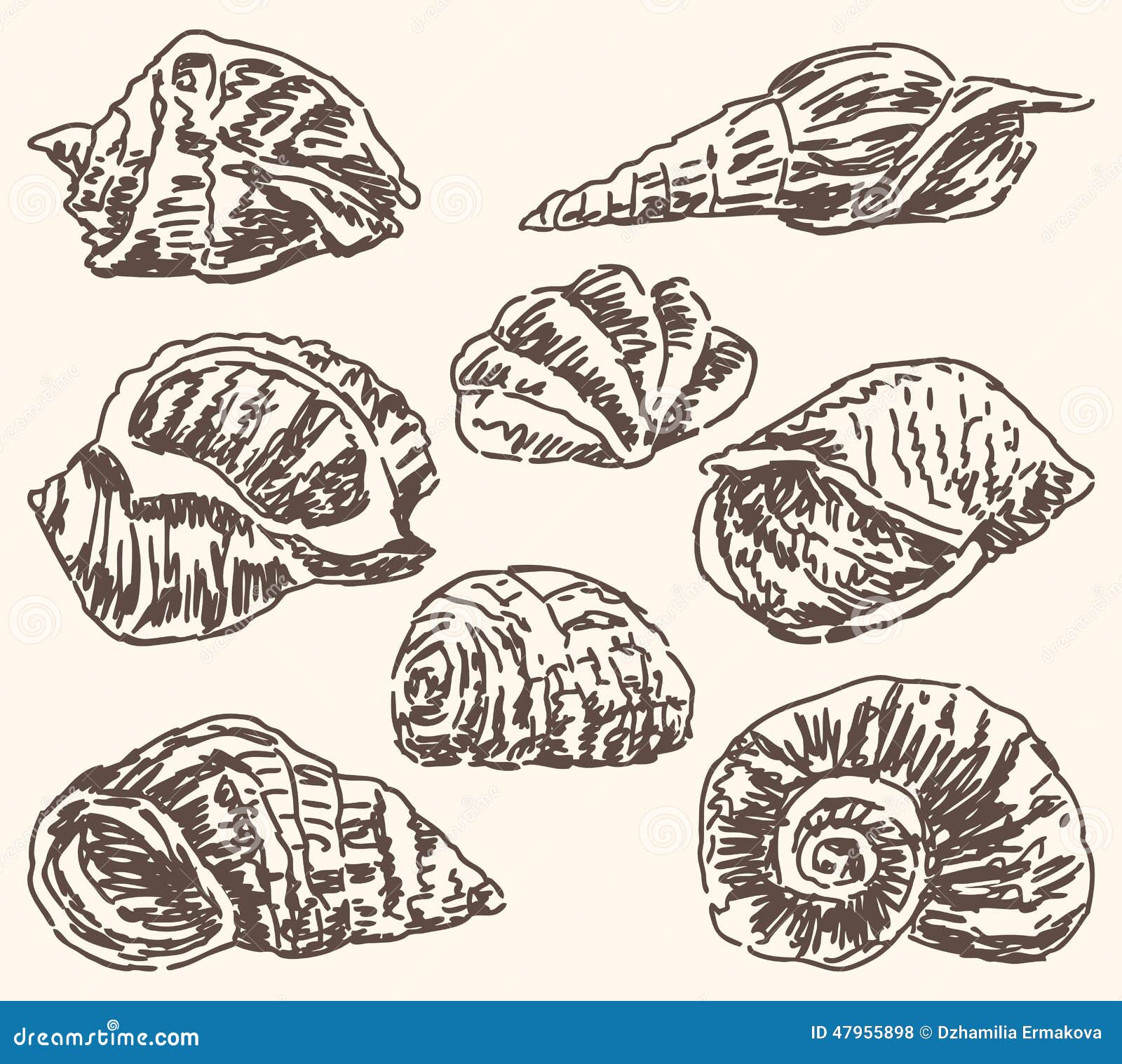 Seashells doodles stock vector. Illustration of contour - 47955898