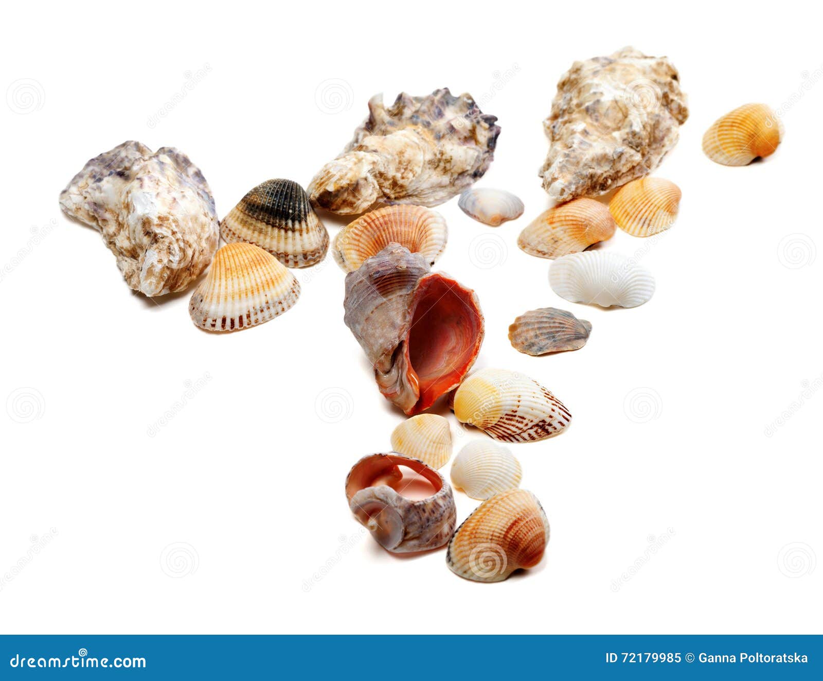 Seashells En El Fondo Blanco Imagen de archivo - Imagen de caracol ...