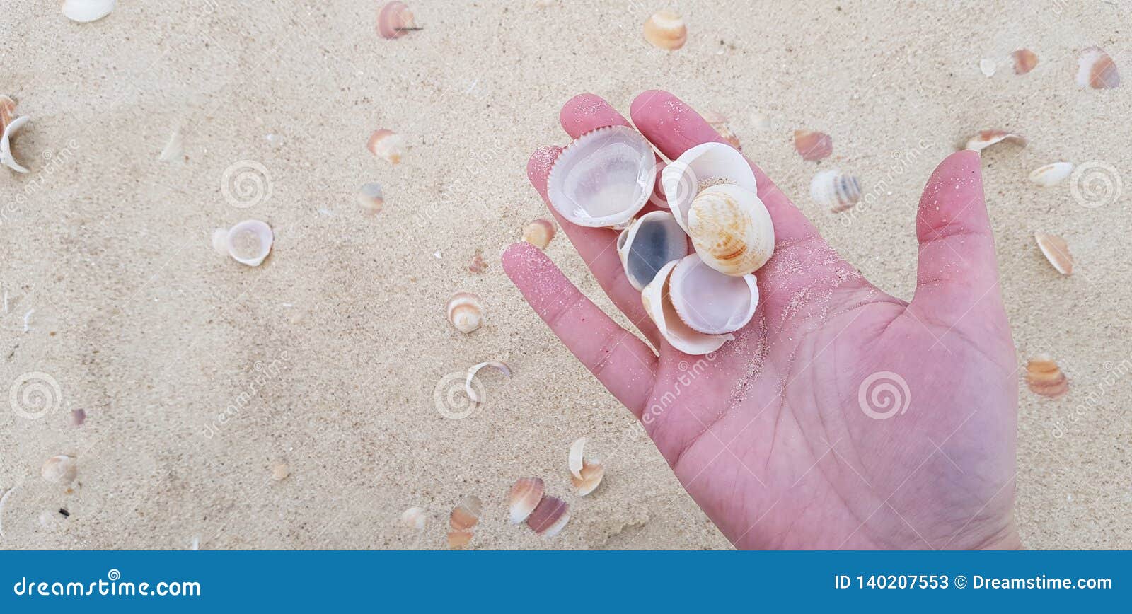 Seashells on female palm stock image. Image of mediterranean - 140207553