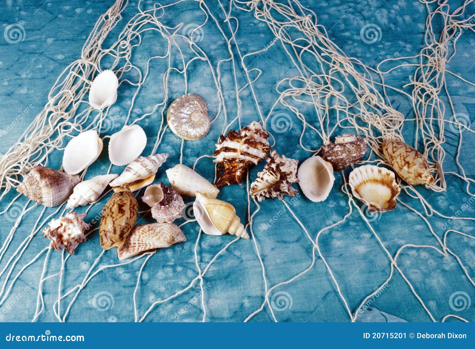 Seashells on a fishing net stock image. Image of shells - 20715201