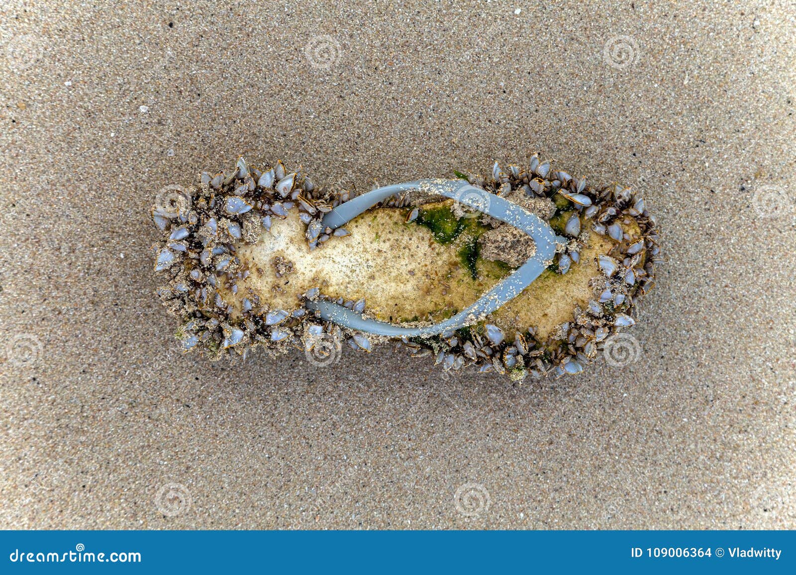 Seashells in Flip Flops on the Sandy Beach Stock Photo - Image of ...