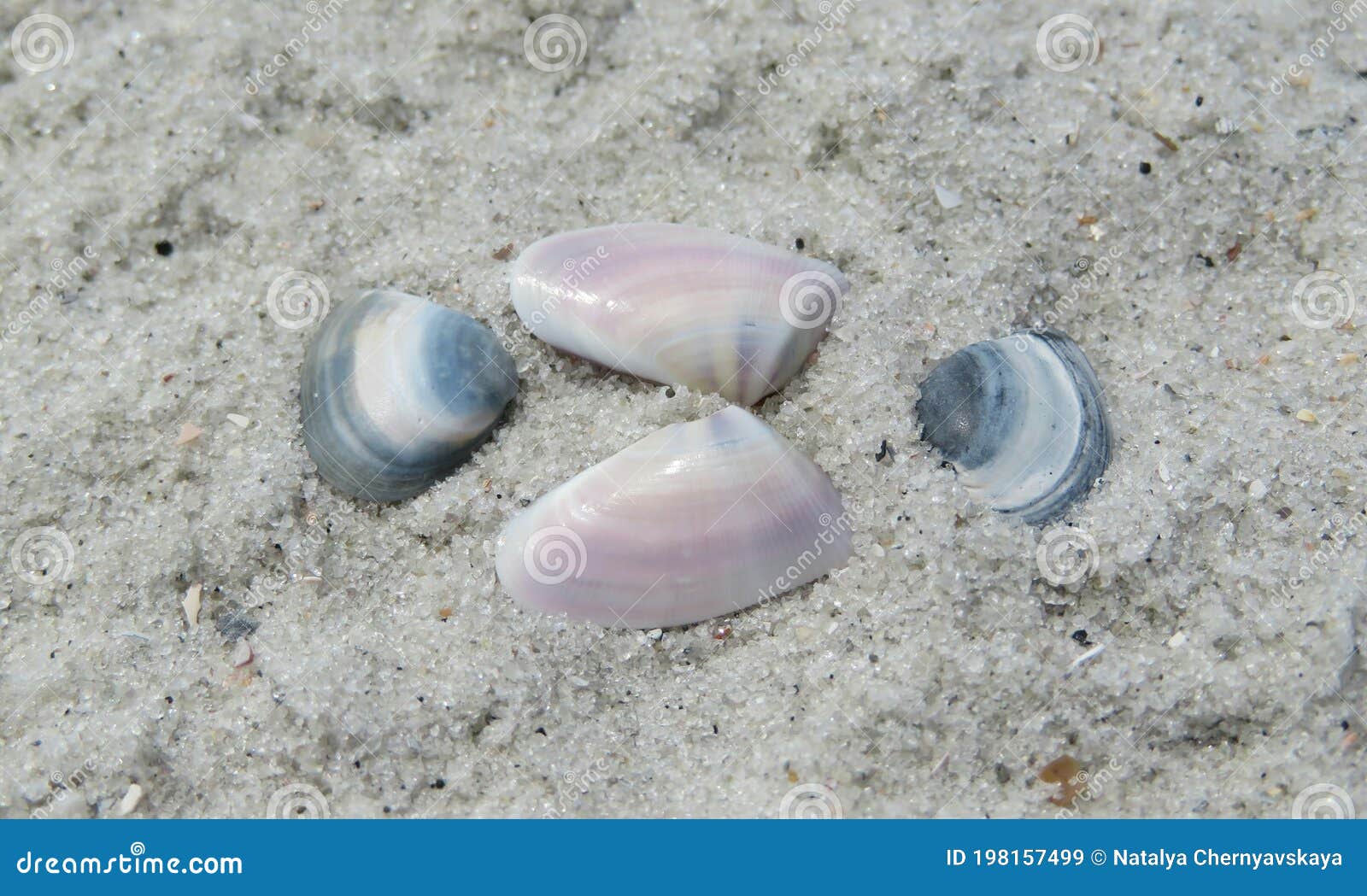 Seashells on the Florida Beach Stock Image - Image of landscape ...