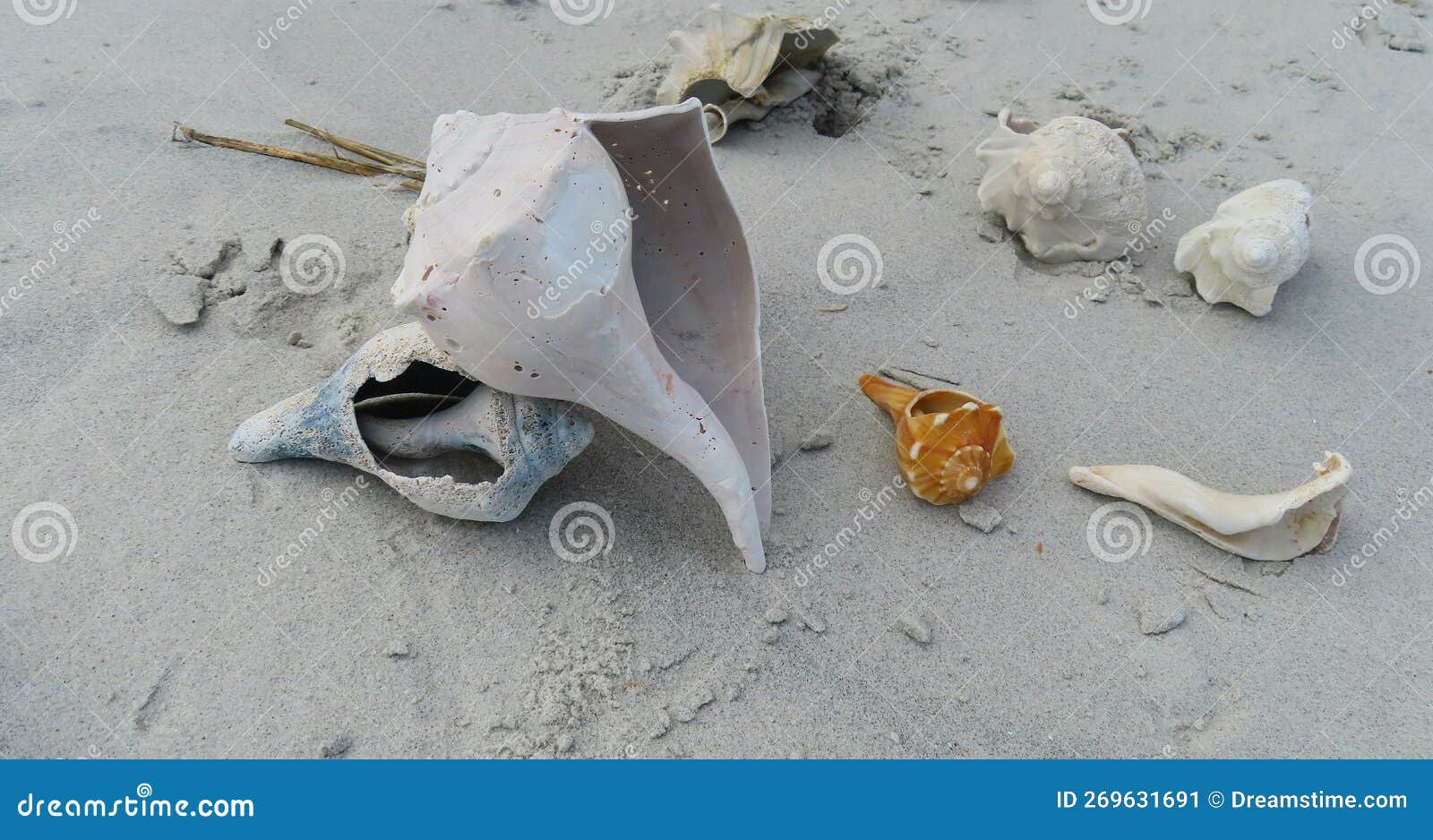 Seashells on Florida Beach, Closeup Stock Image - Image of summer ...