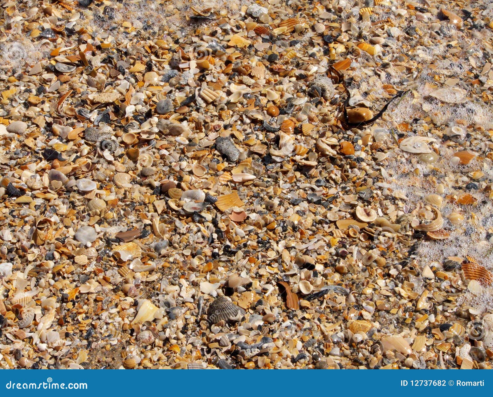 Seashells and Foam on Beach Stock Photo - Image of crushed, nature ...