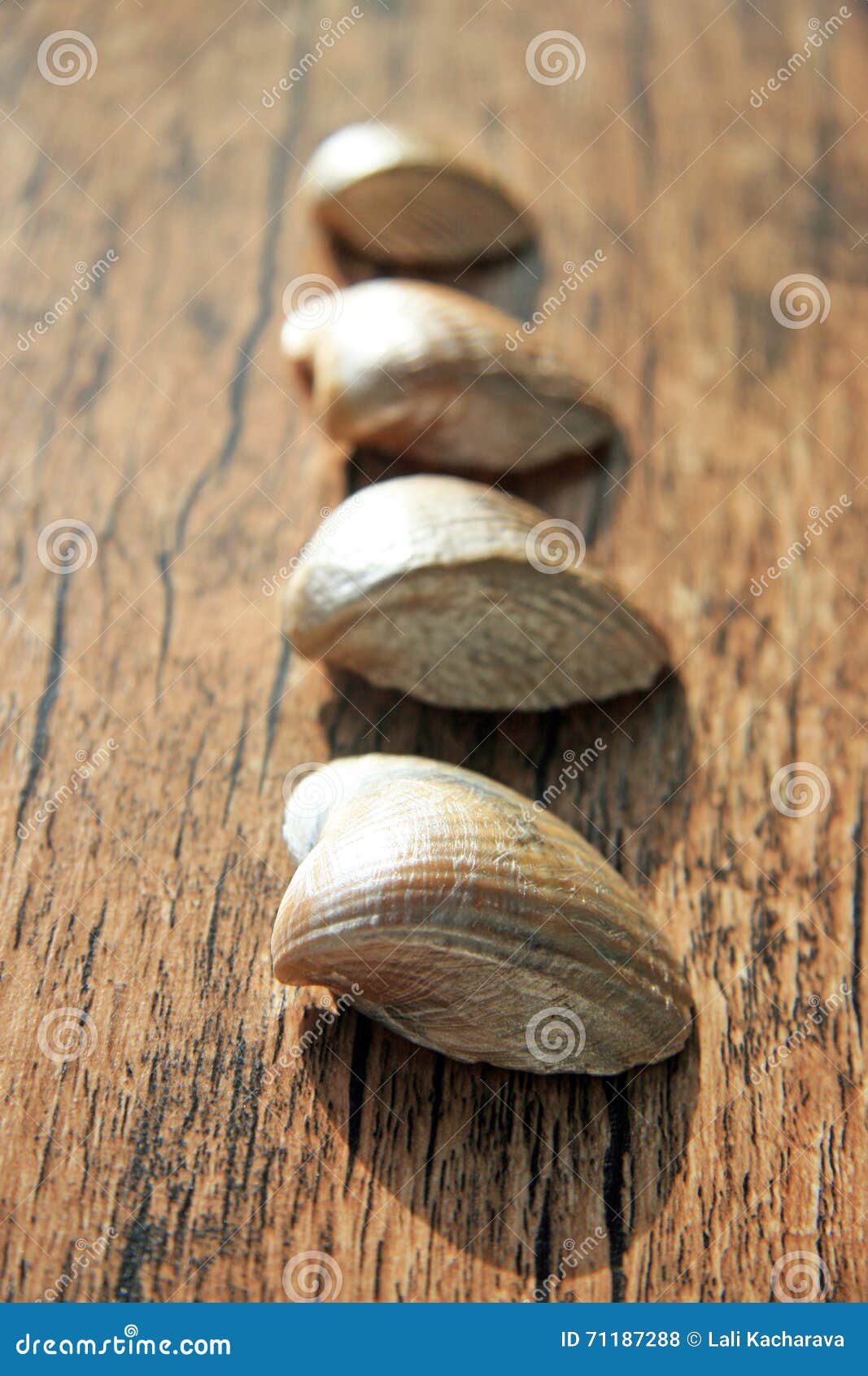 Seashells stock photo. Image of mollusk, flap, formed - 71187288