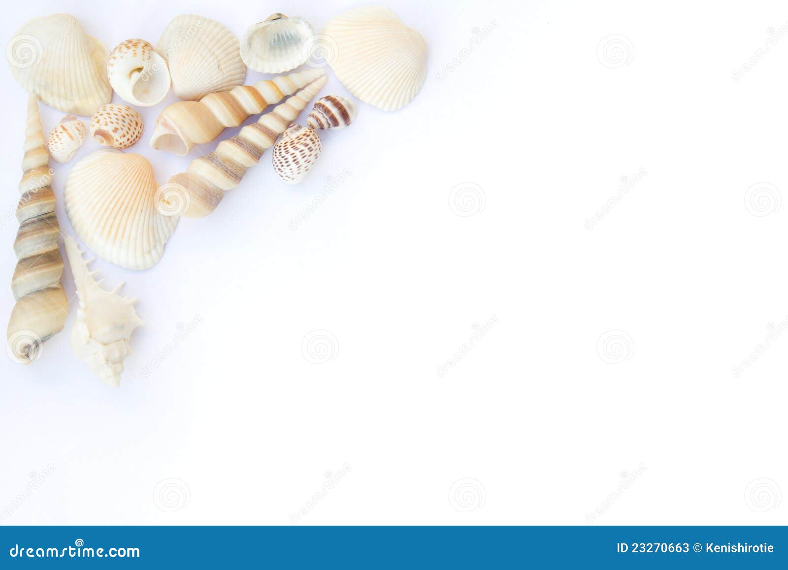 Seashells frame stock image. Image of marine, animal - 23270663