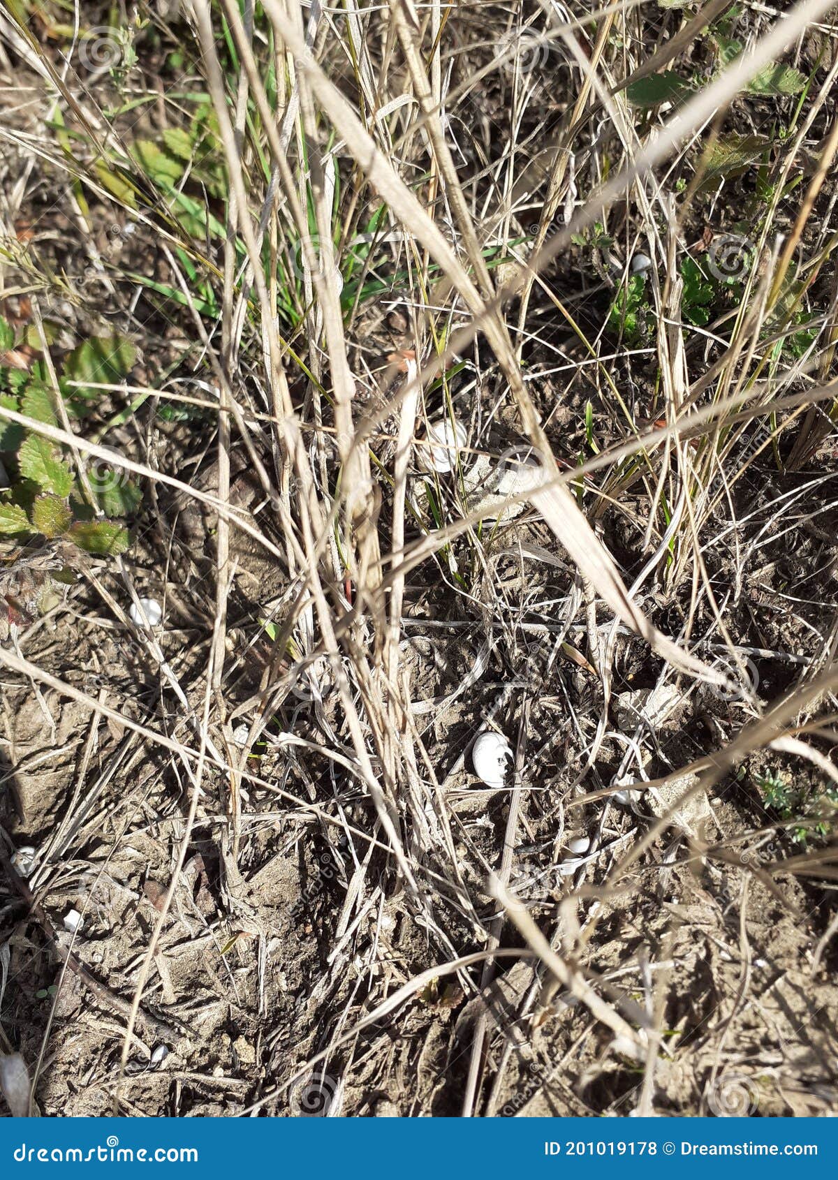 Seashells on the Ground in Dry Grass Stock Photo - Image of lawn, herb ...