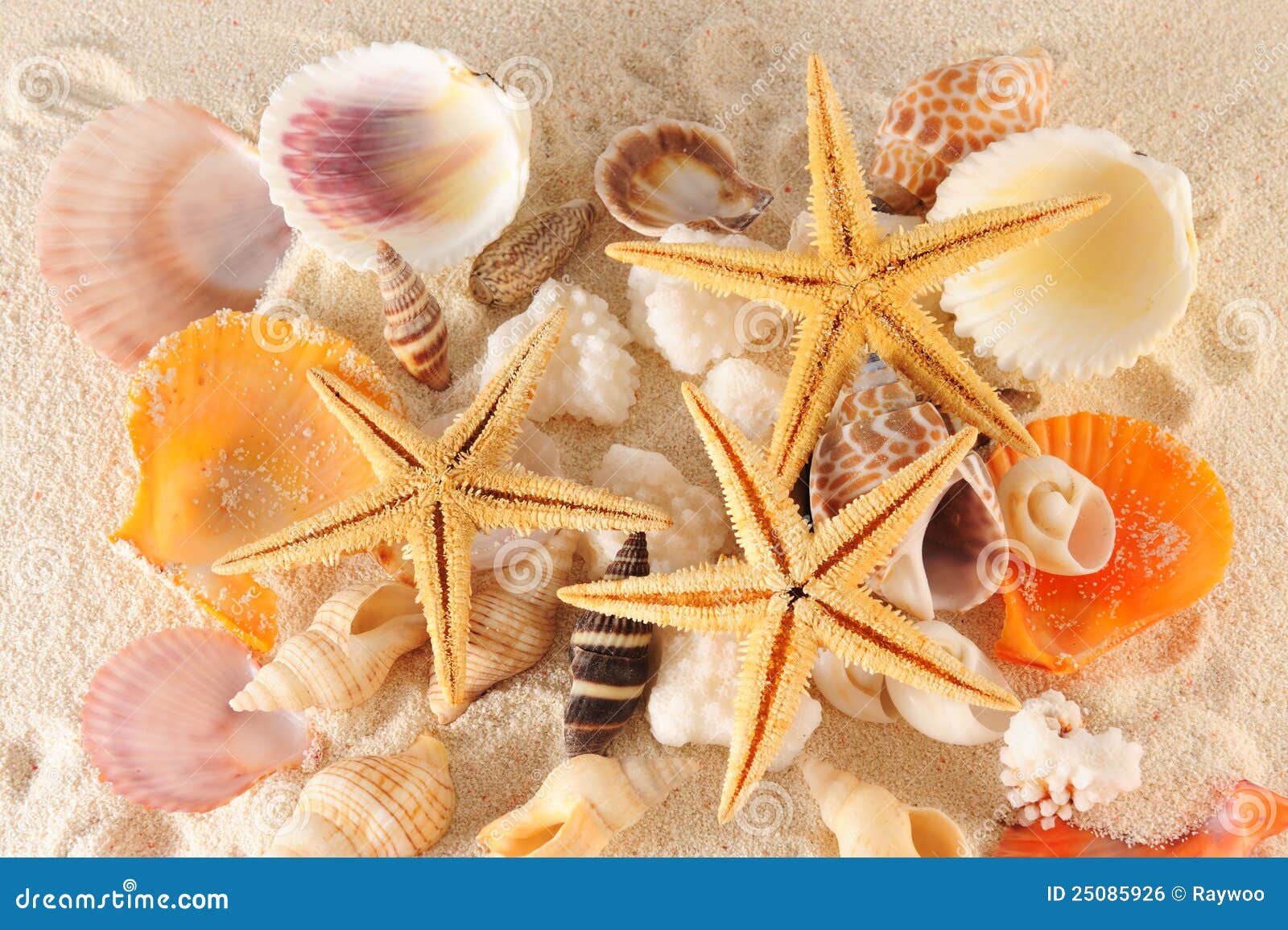 Seashells group stock photo. Image of macro, conch, pattern - 25085926
