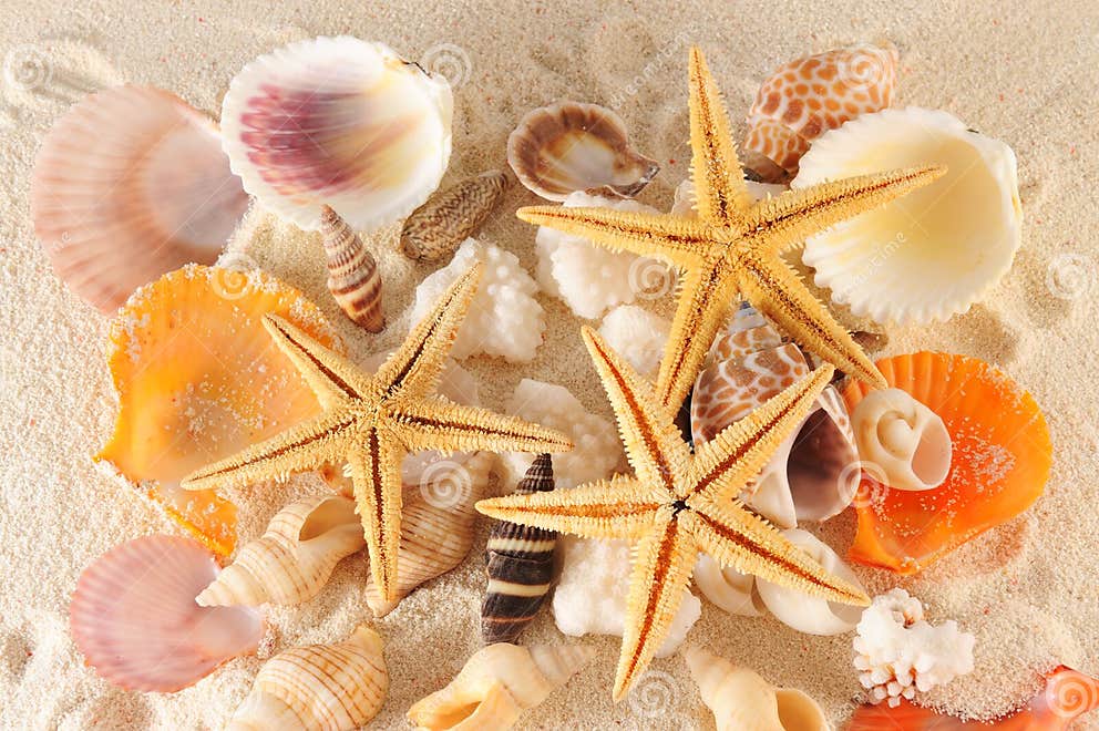 Seashells group stock photo. Image of macro, conch, pattern - 25085926