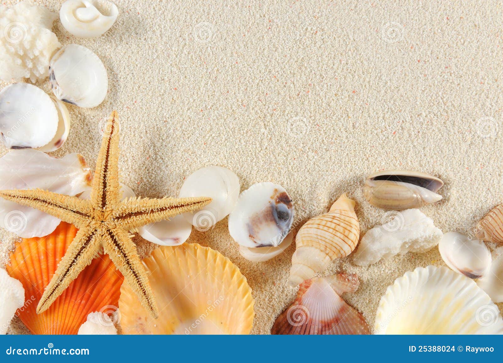 Seashells group stock photo. Image of shells, decoration - 25388024