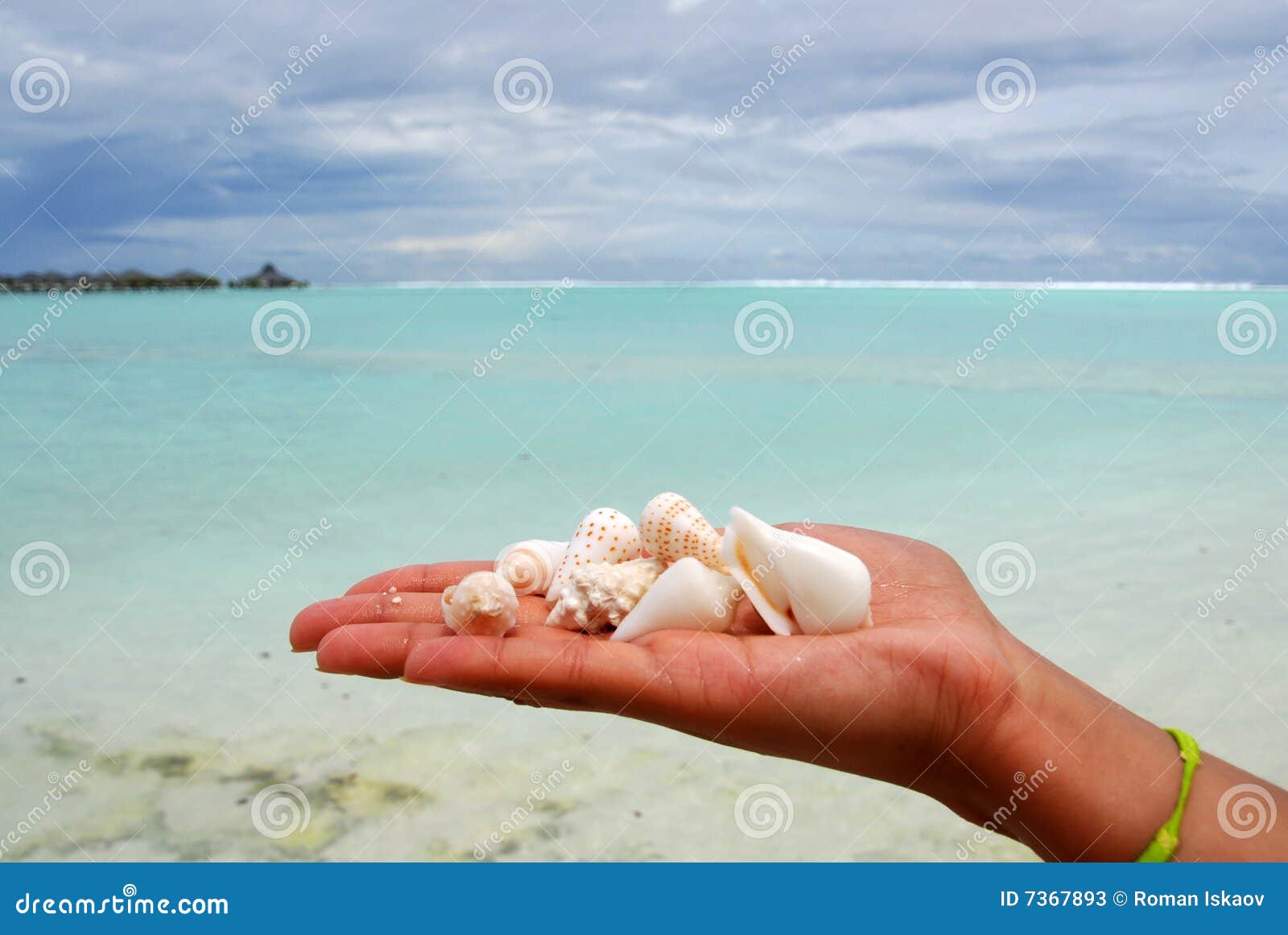 Seashells in a hand stock image. Image of romantic, clear - 7367893