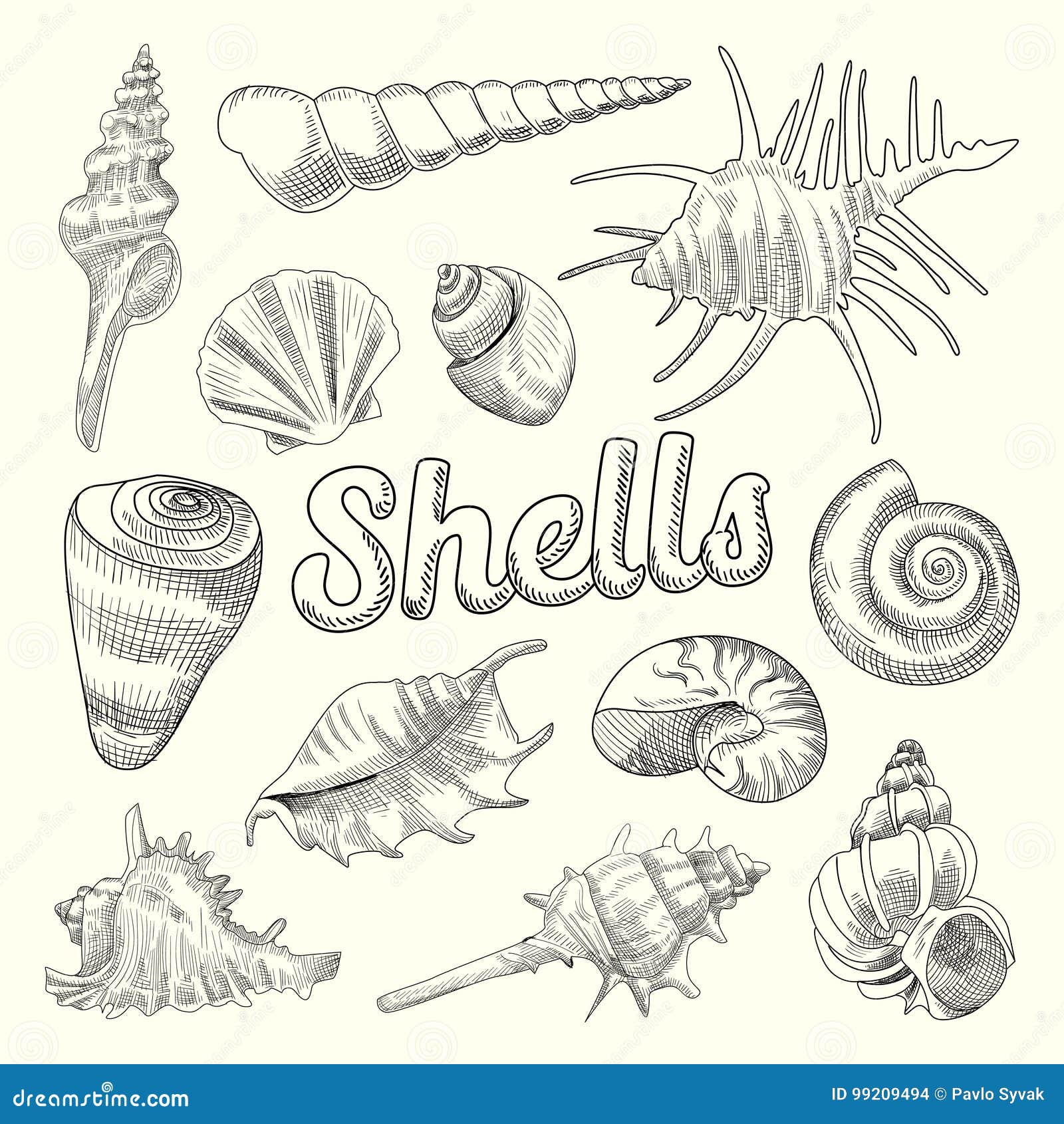 Seashells Hand Drawn Aquatic Doodle. Marine Sea Shell Isolated Elements ...