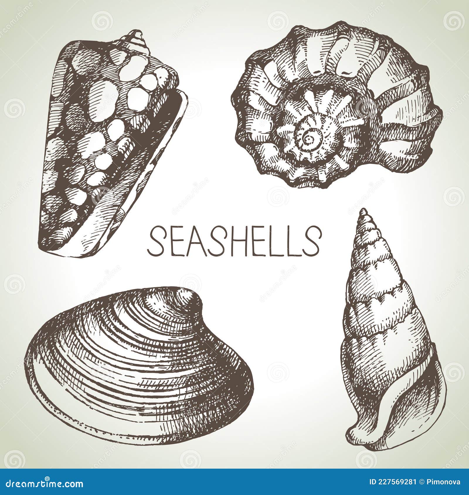 Seashells Hand Drawn Set. Sketch Design Elements Stock Vector ...