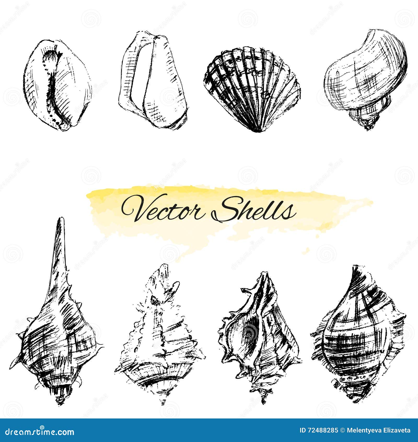 Seashells Hand Drawn Vector Graphic Etching Sketch on White Background ...