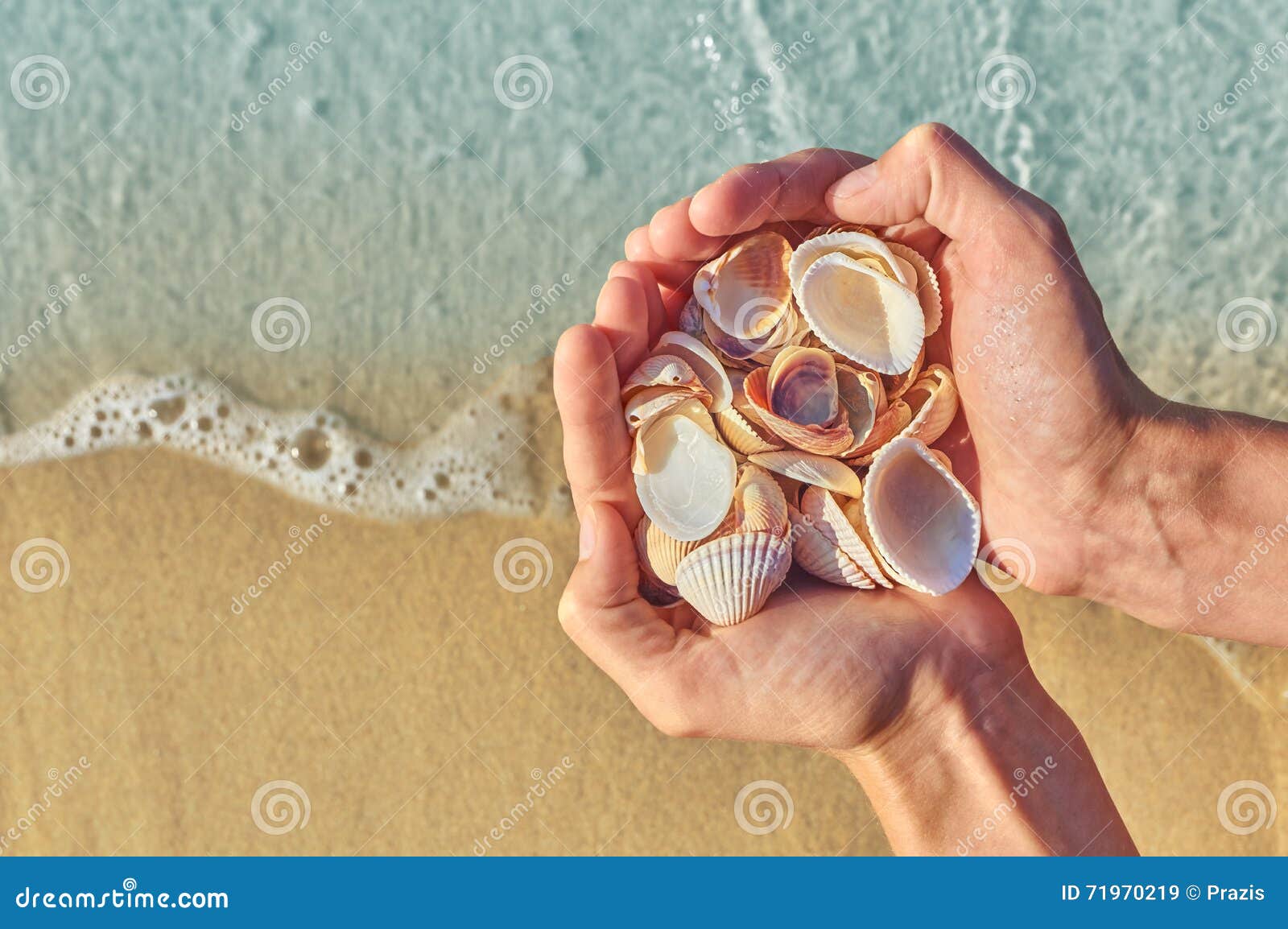 Seashells in hand of man stock image. Image of sand, outdoors - 71970219