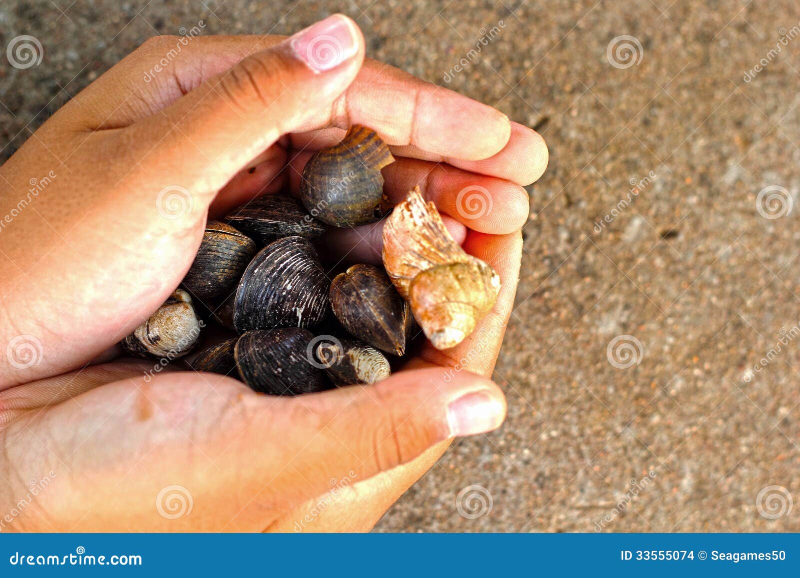 Seashells in hand. stock photo. Image of white, ocean - 33555074
