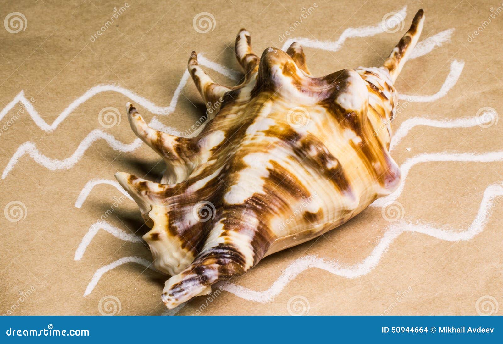 Seashells on a Handmade Paper Stock Photo - Image of beauty ...