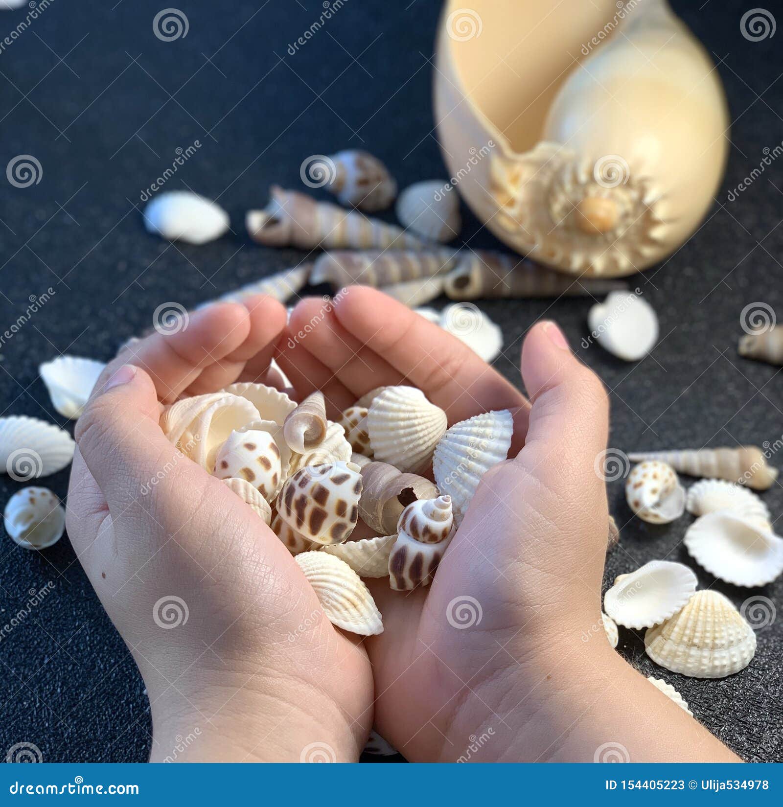 Seashells in Hands. Sea Shells at the Child in Hands Stock Image ...