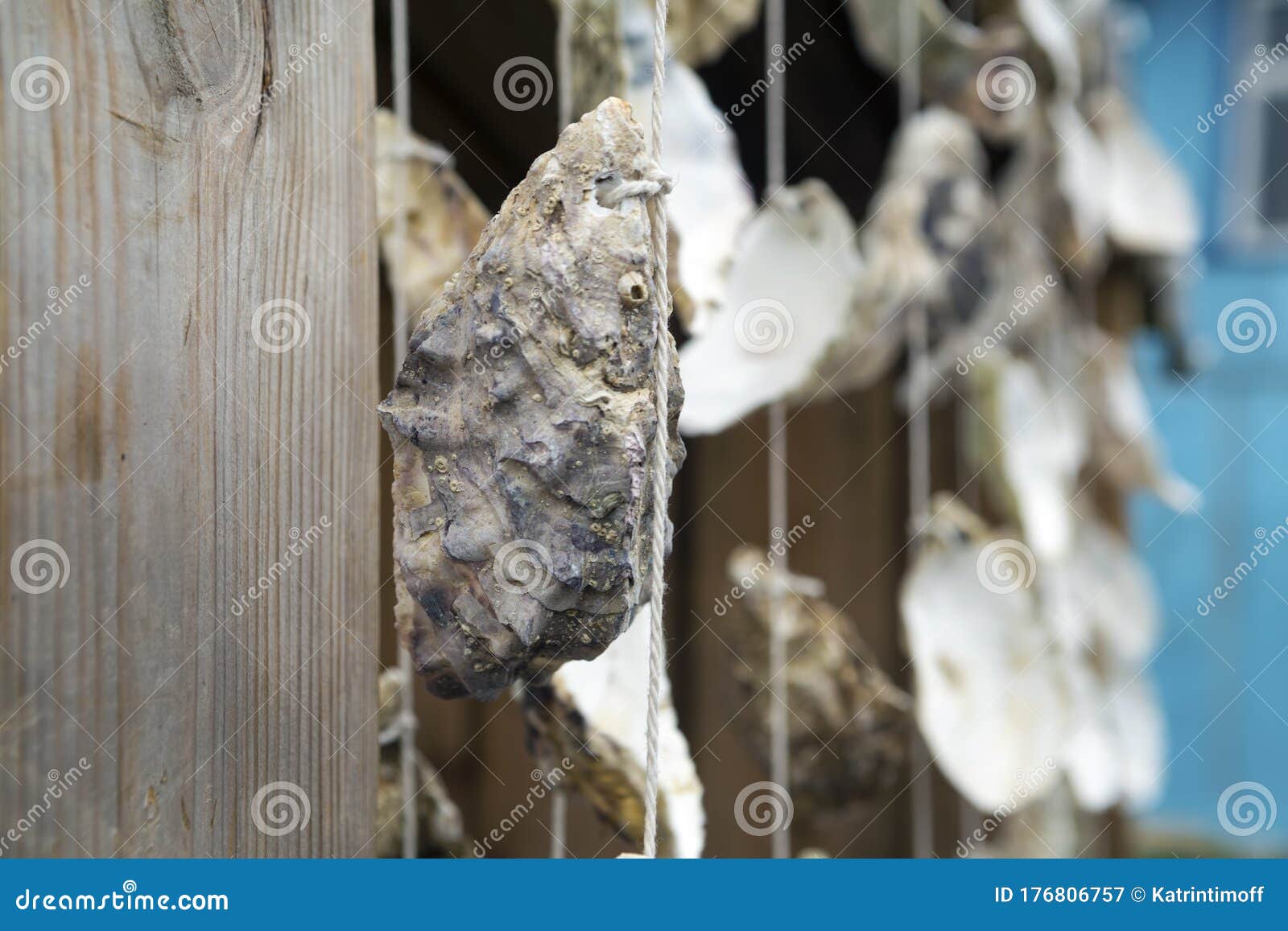 Seashells Hanging on Strings Stock Image - Image of oyster, ornament ...