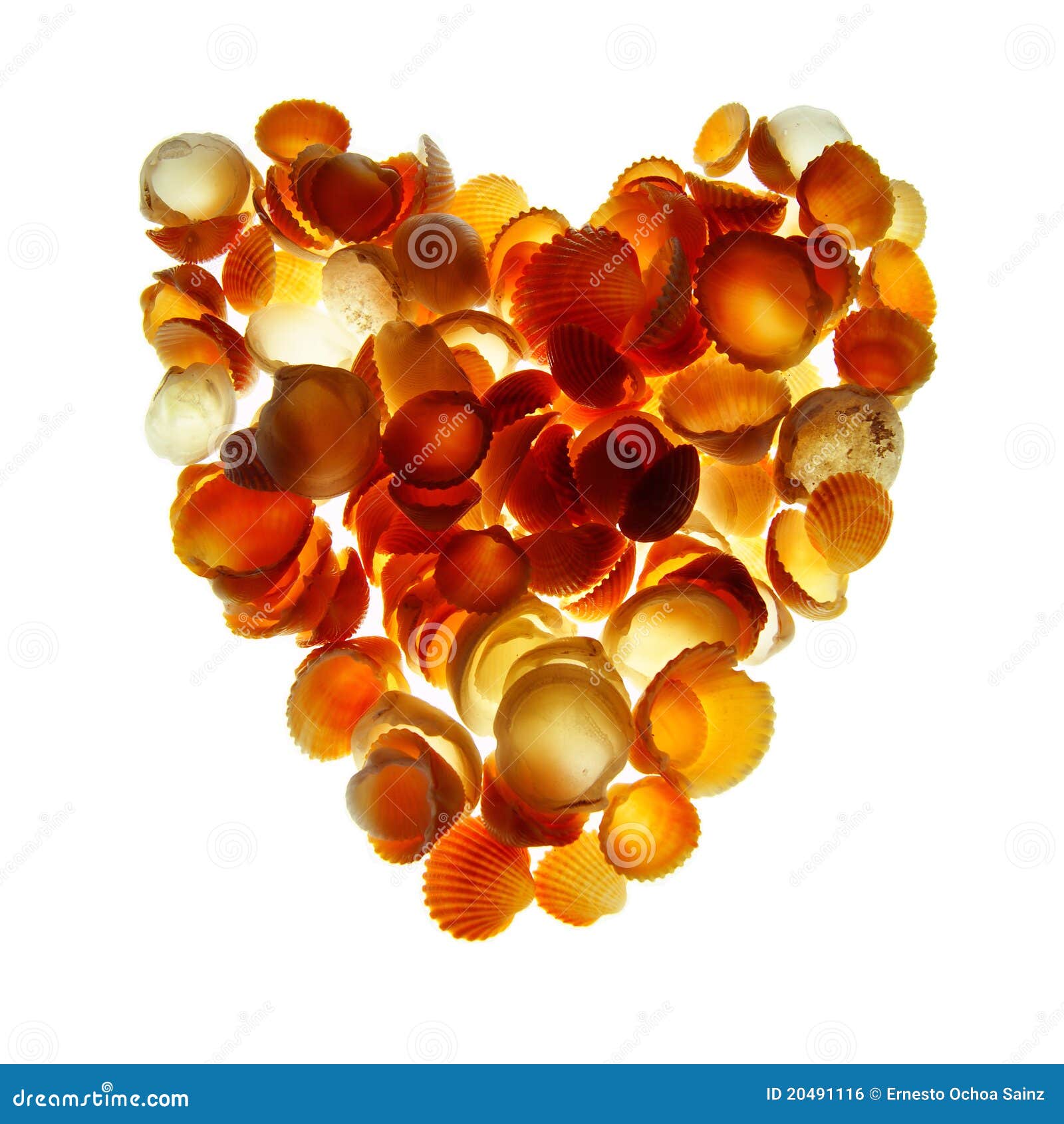 Seashells Heart stock photo. Image of multiple, grouping - 20491116