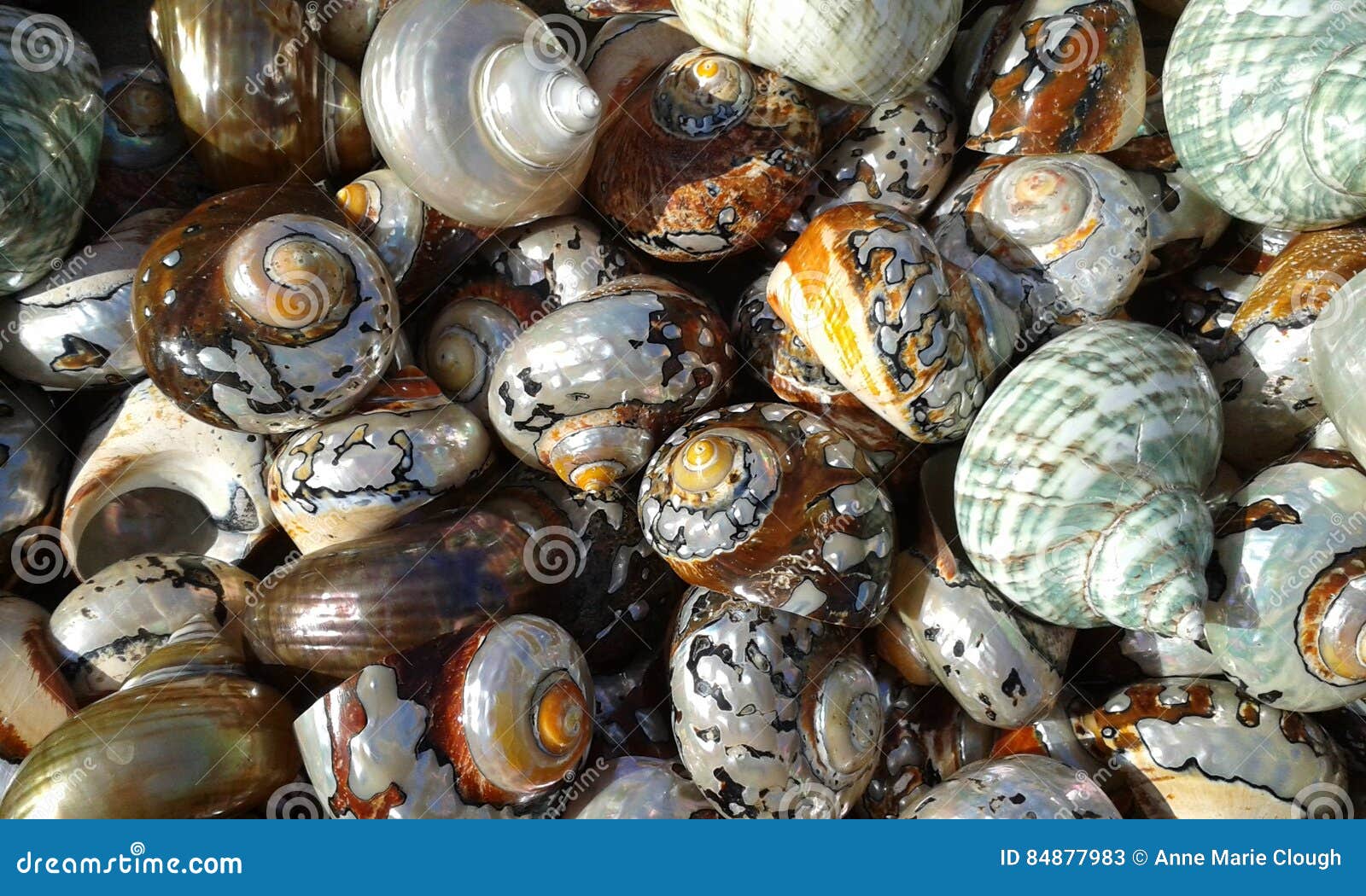 Seashells stock image. Image of heraklion, crete, assorted - 84877983