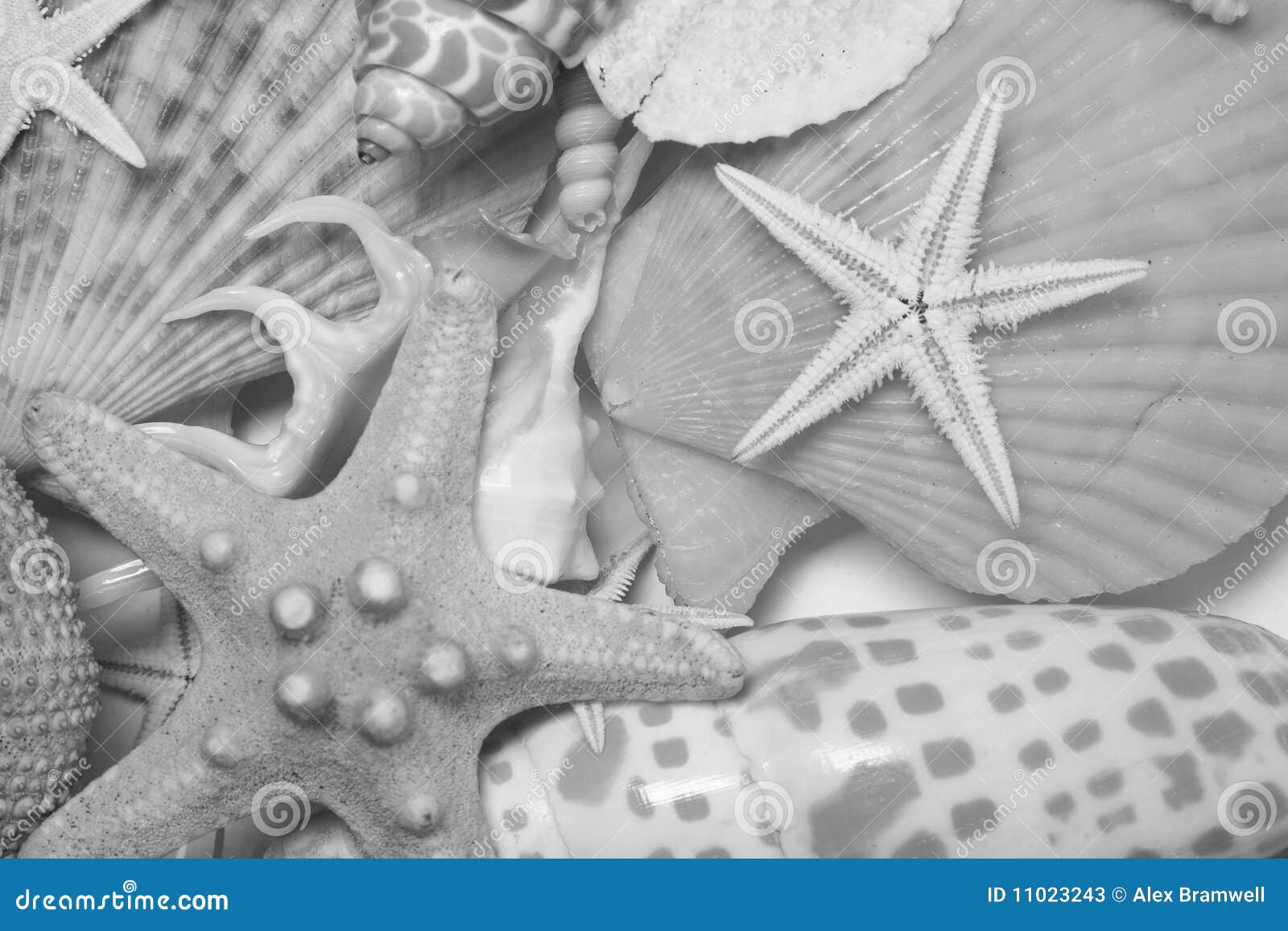 Seashells in High Key Mono stock image. Image of shell - 11023243