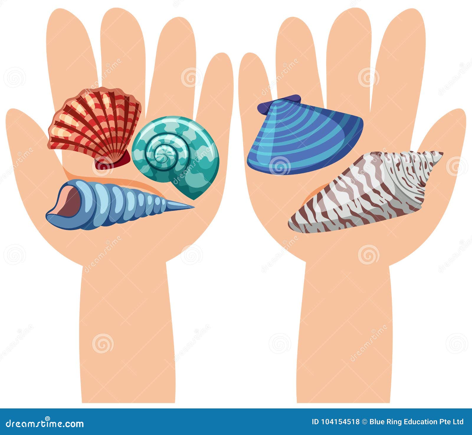 Seashells on human hands stock vector. Illustration of isolated - 104154518