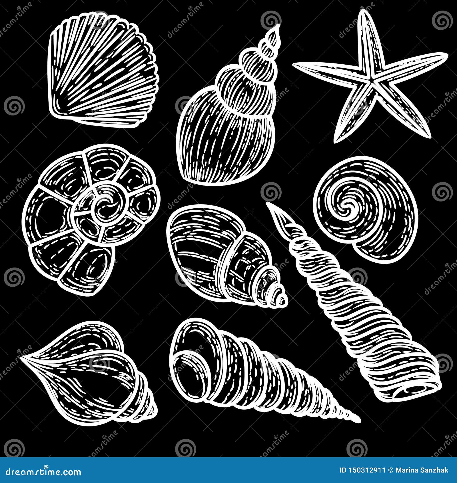 Seashells Illustration Black and White Set Stock Vector - Illustration ...