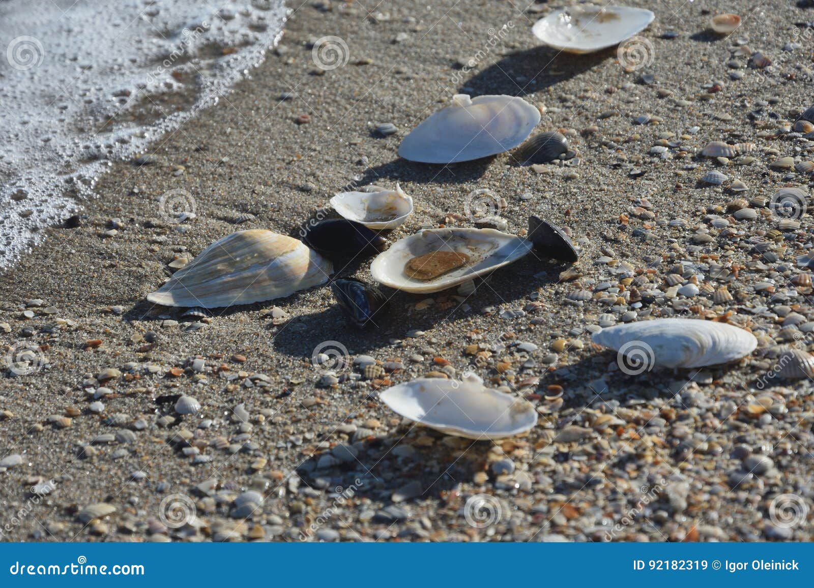 Seashells stock image. Image of seascape, seashells, piece - 92182319