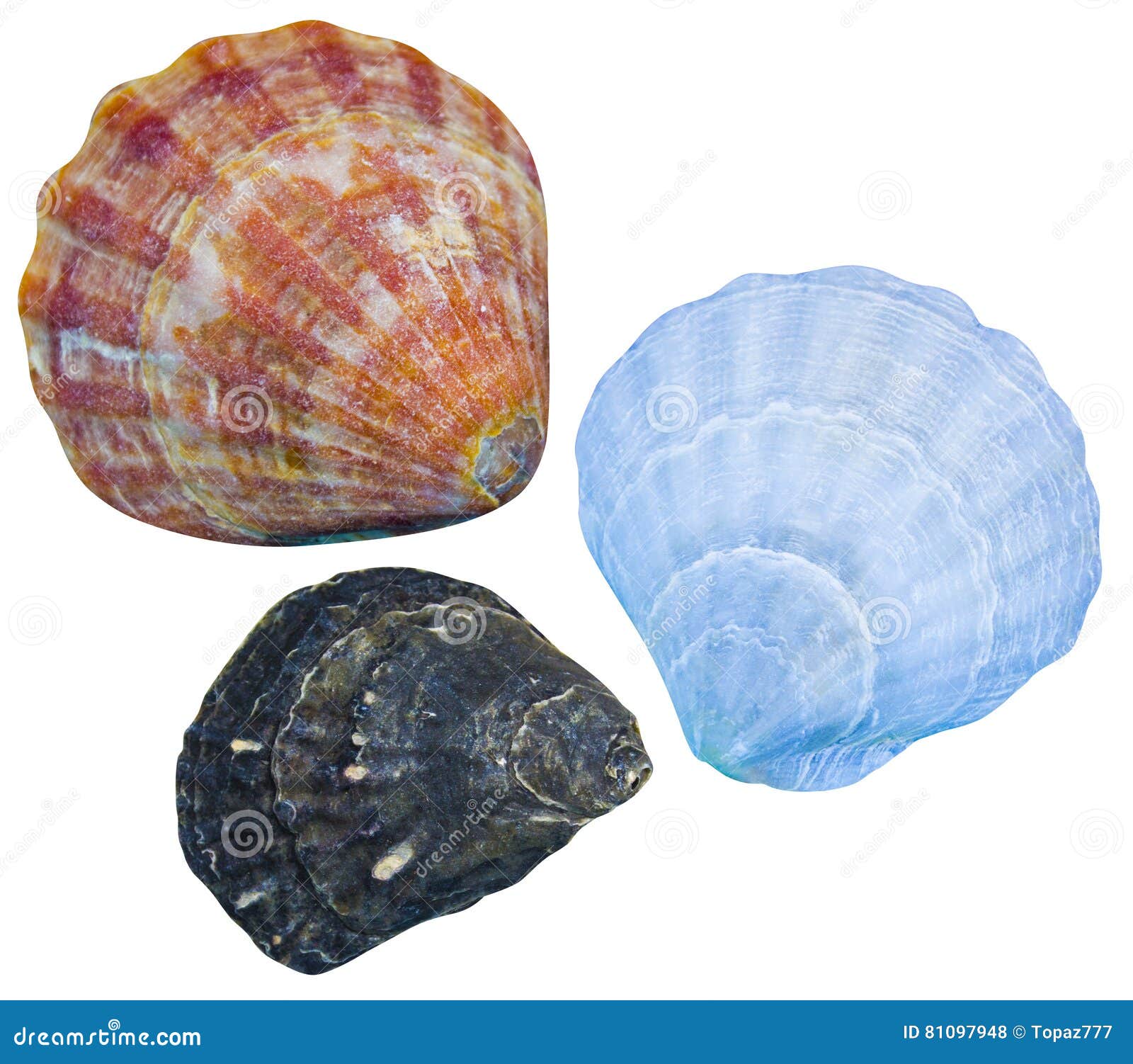 Seashells Isolated On A White Background. Shells Painted In Gold Color ...