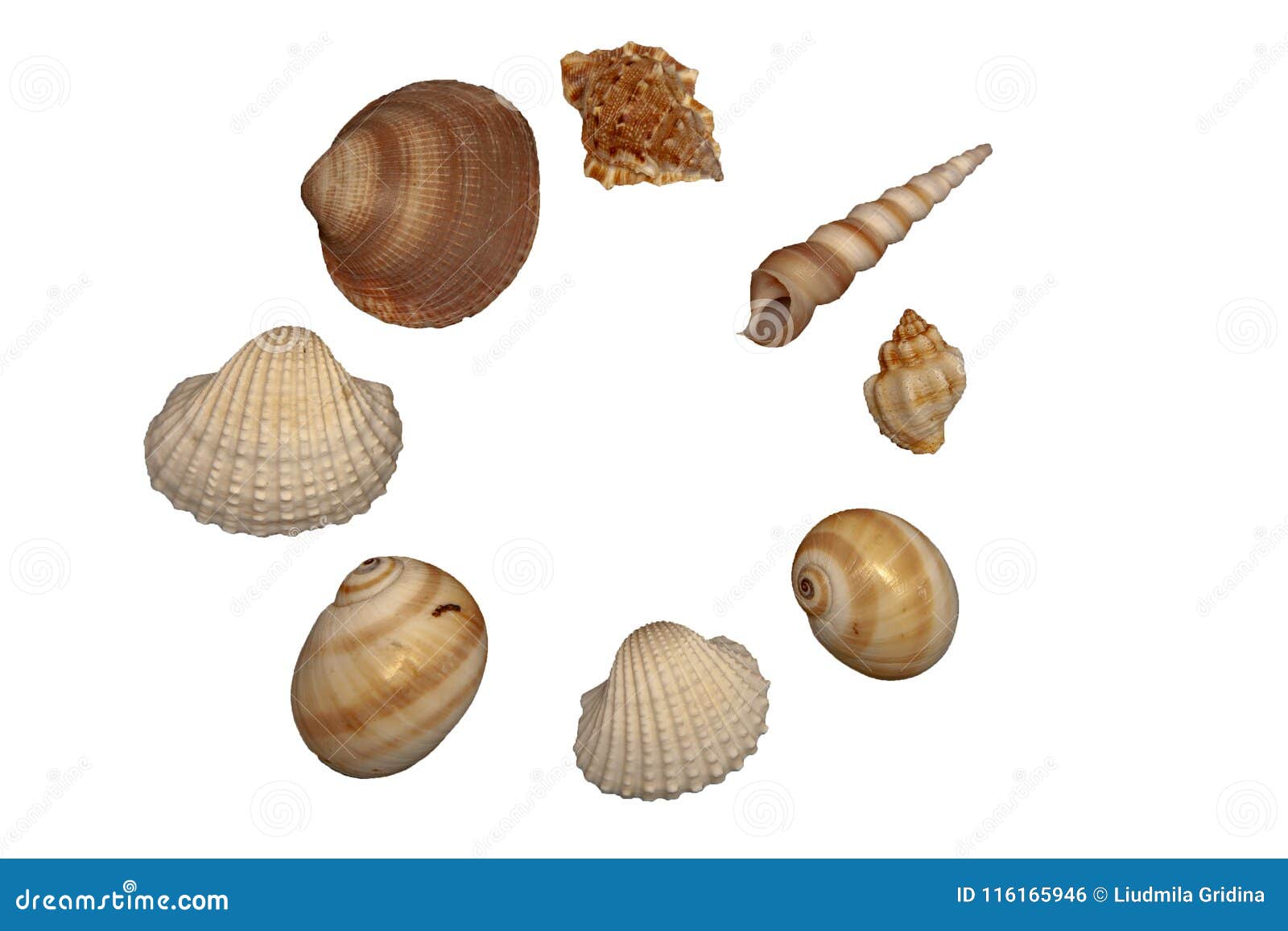 Seashells Isolated On A White Background. Shells Painted In Gold Color ...