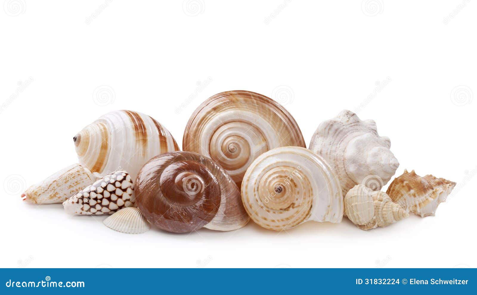 Seashells stock photo. Image of beach, life, variation - 31832224