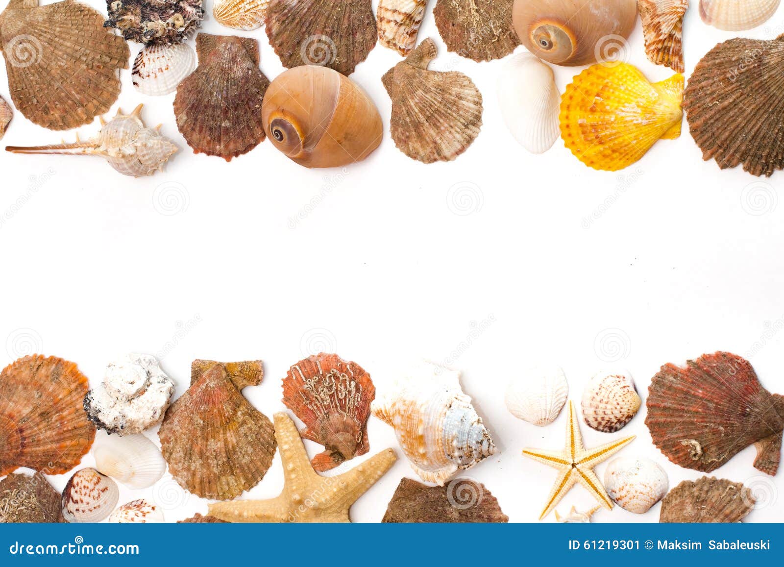 Seashells Isolated on the White Background Stock Image - Image of small ...