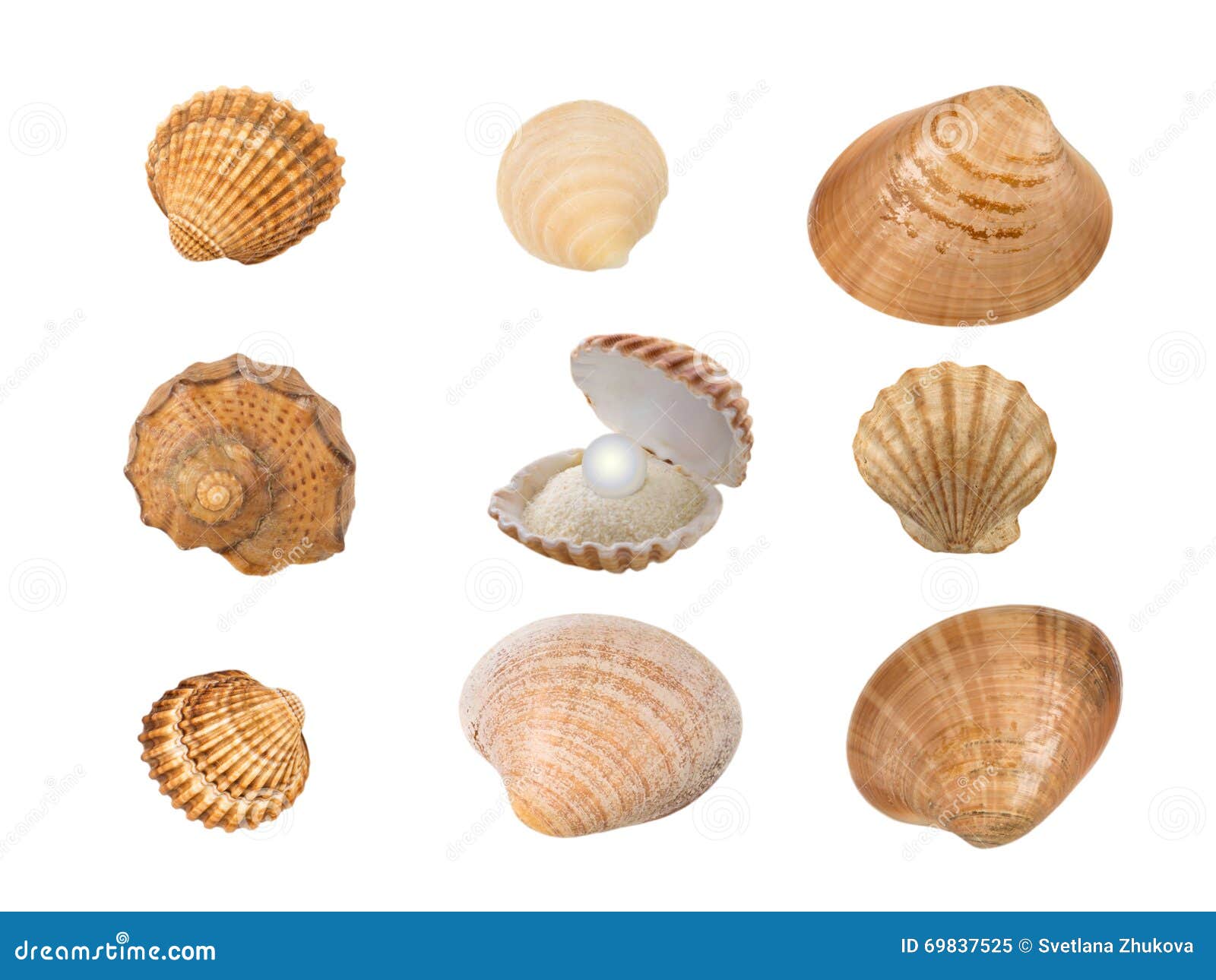 Seashells Isolated on the White Background Stock Image - Image of snail ...