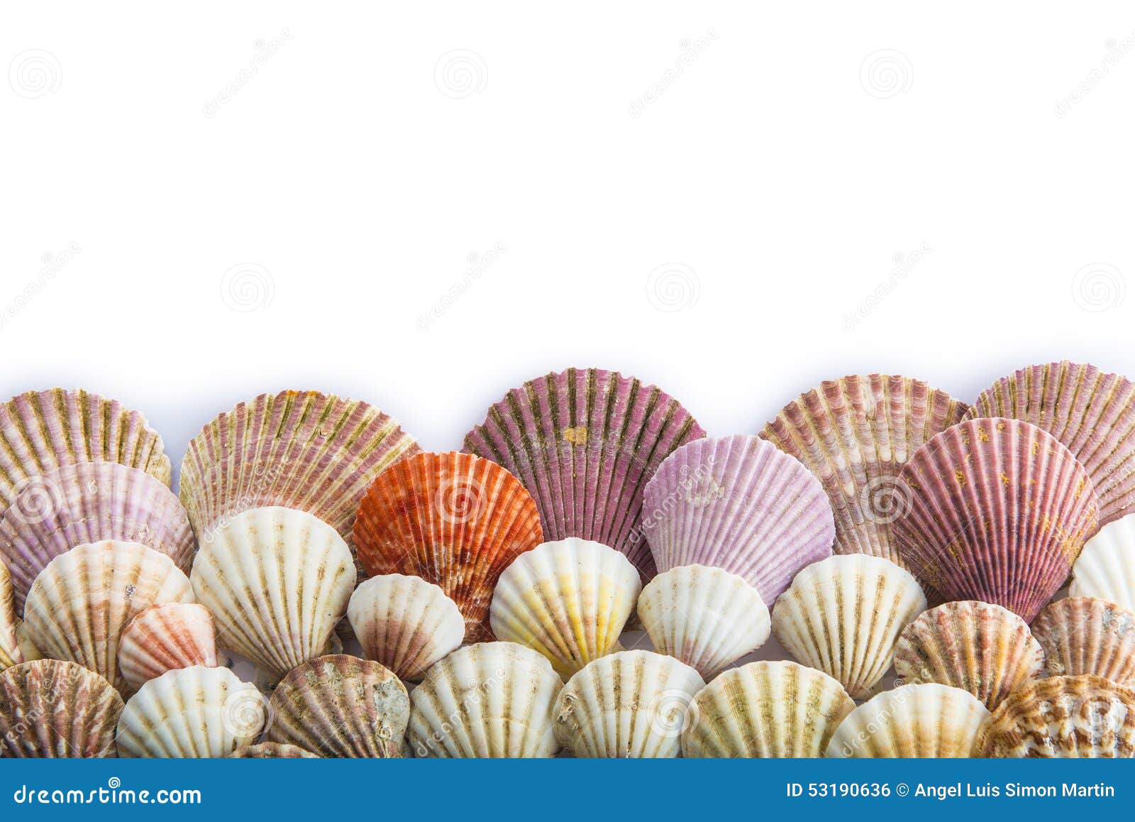 Seashells Isolated on a White Background Stock Photo - Image of ocean ...